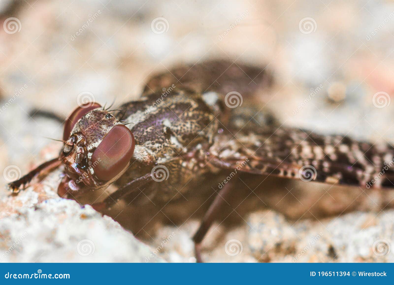Macro Shot of a Tsetse Fly on the Ground Stock Photo - Image of ...