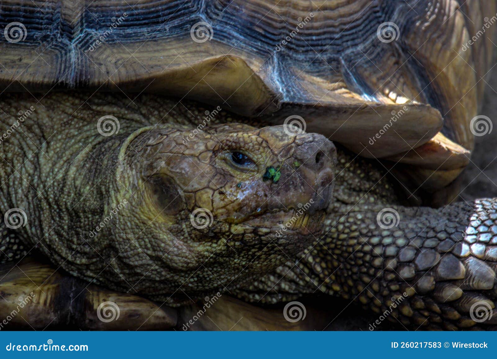 Macro Shot of a Turtle Face with Its Shell Stock Image - Image of ...