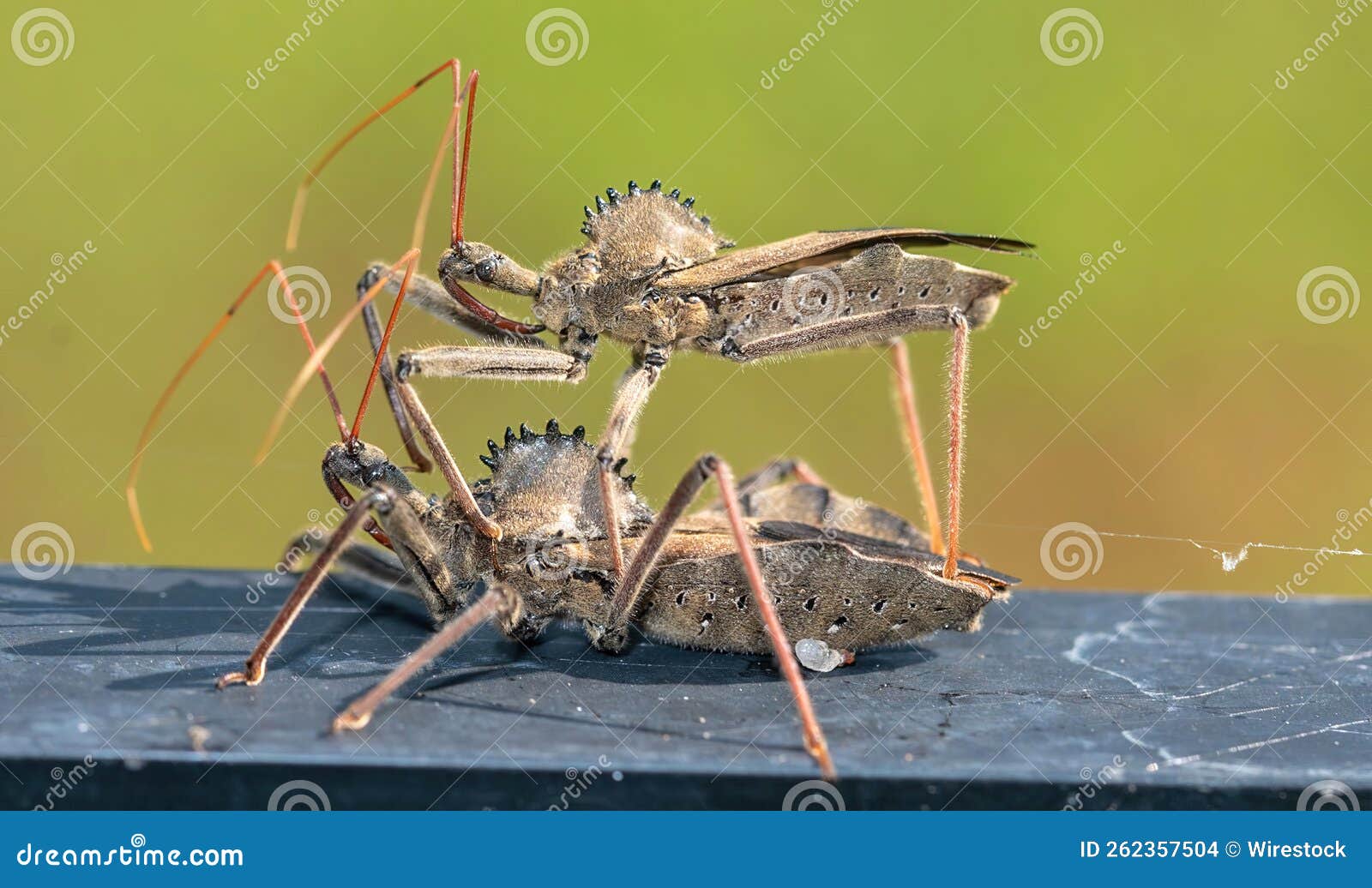 Macro Shot of Two of the Wheel and Assassin Bug on Each Other on a ...