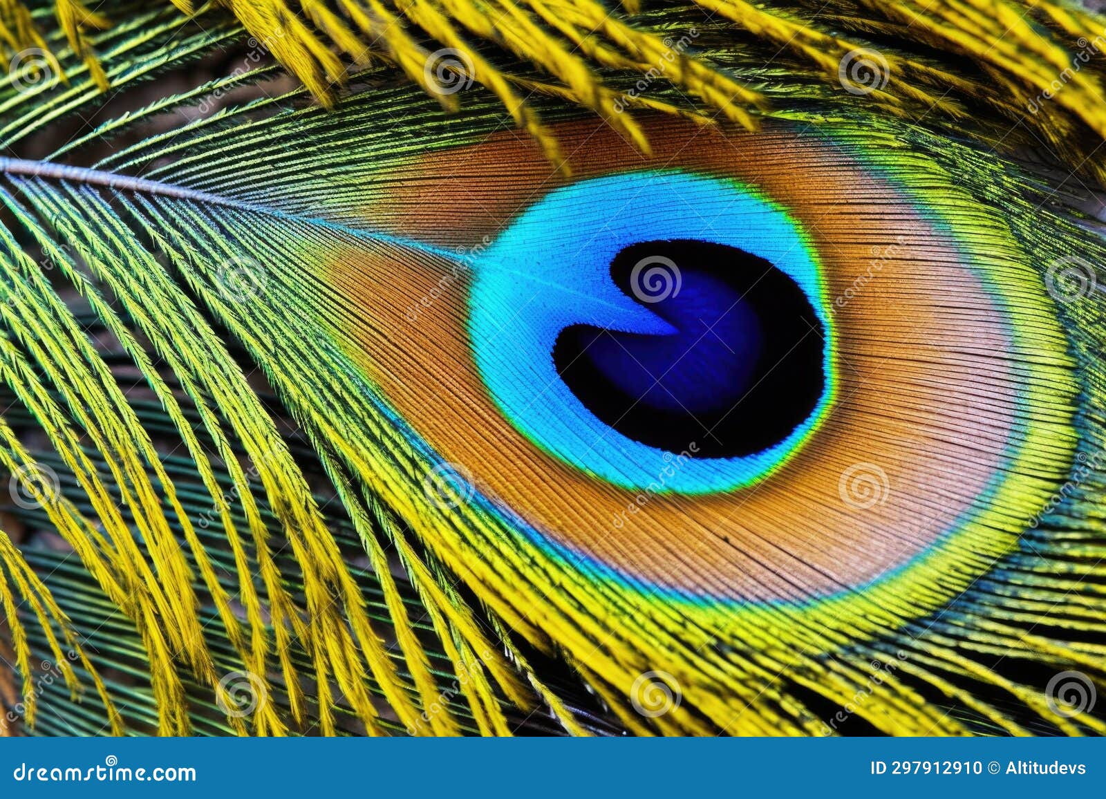Macro Shot of Vibrant Peacock Feather Focusing on the Eye Stock Photo ...