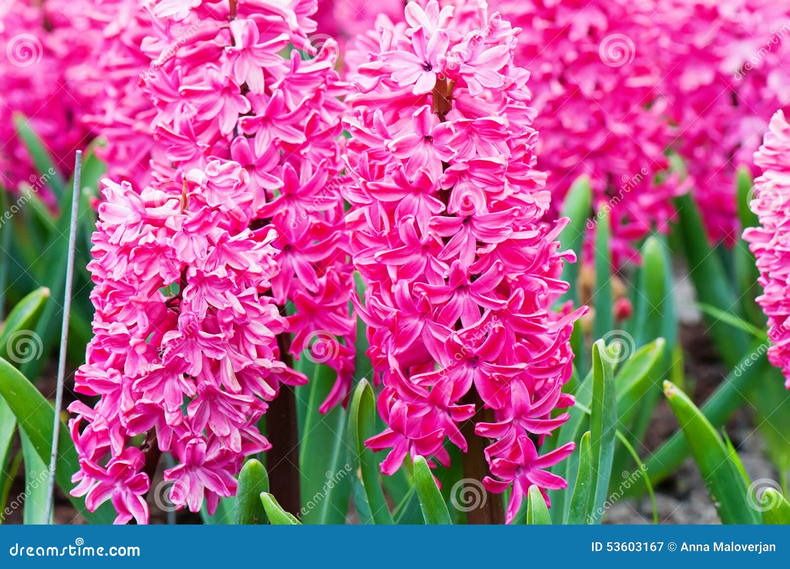 Macro Shot of Vibrant Pink Hyacinth Stock Image - Image of hyacints ...