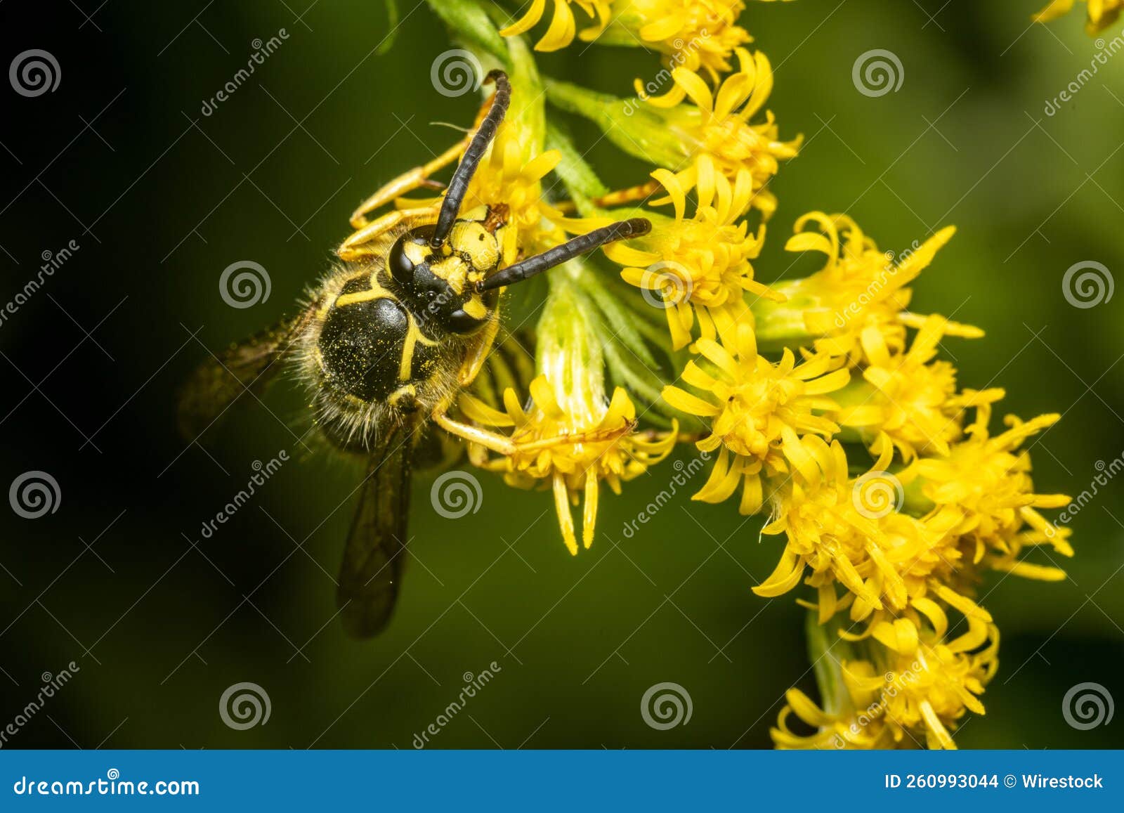 Macro Shot of a Wasp (Vespidae) Drinking Nectar from a Yellow Flower on ...
