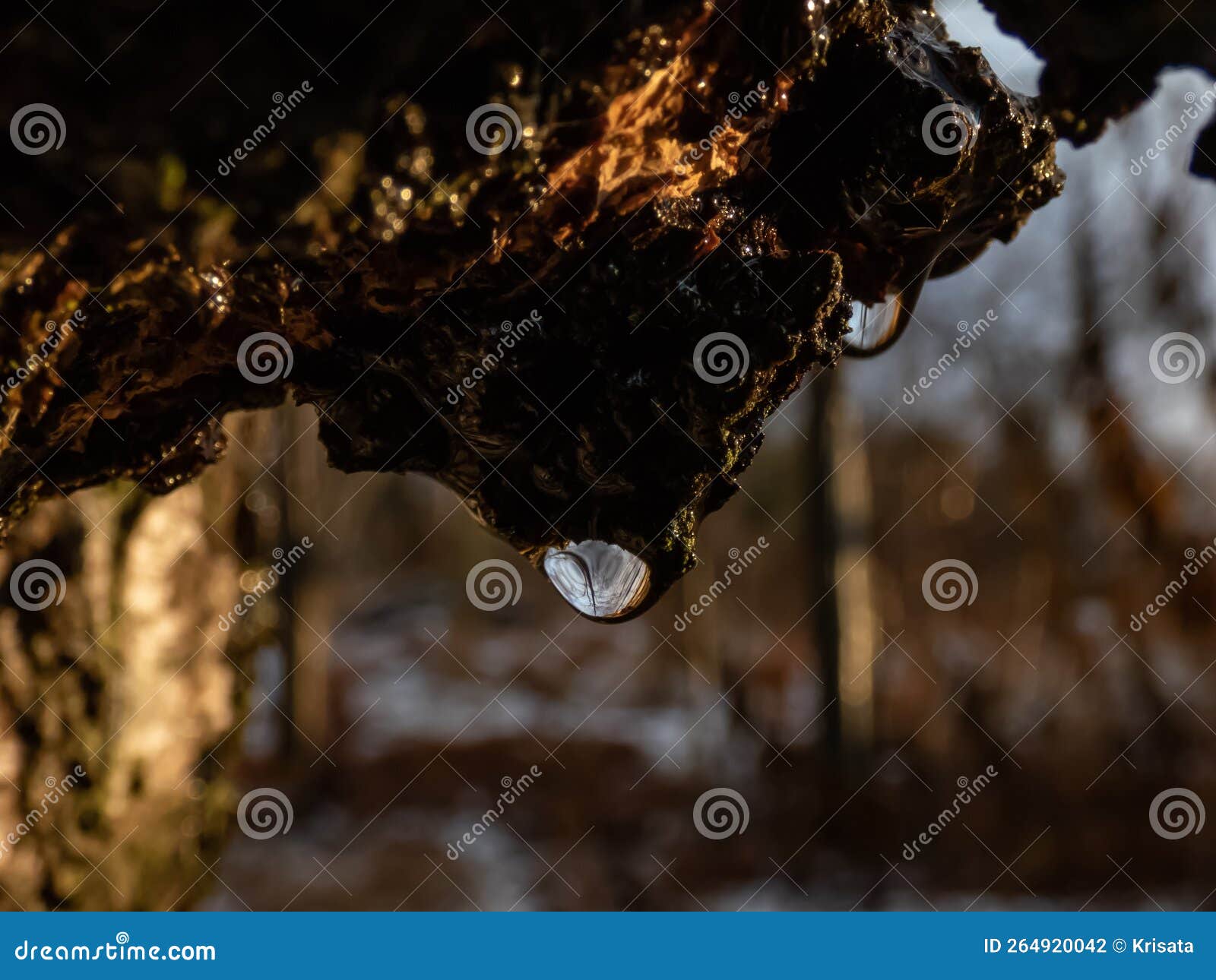Macro Shot of a Water Drop Dripping from a Tree Trunk in Sunlight in ...