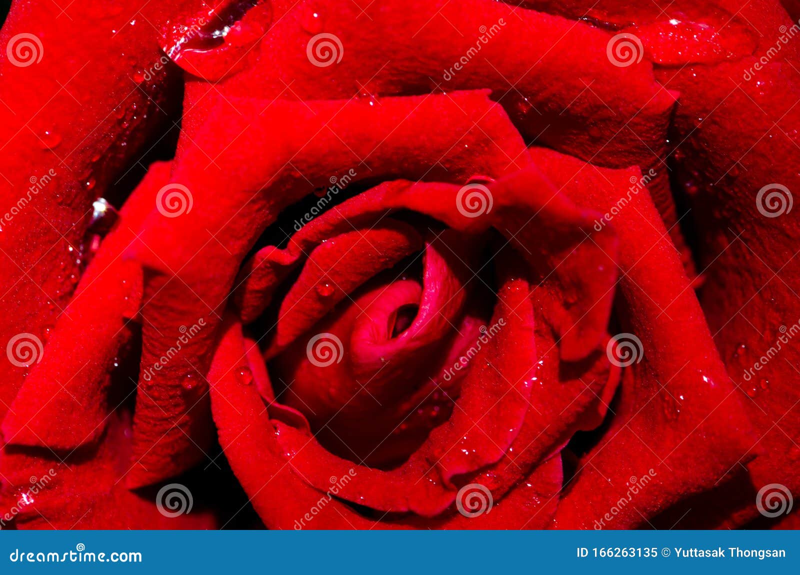Macro Shot of Water Drop on Red Rose Stock Image - Image of nature ...