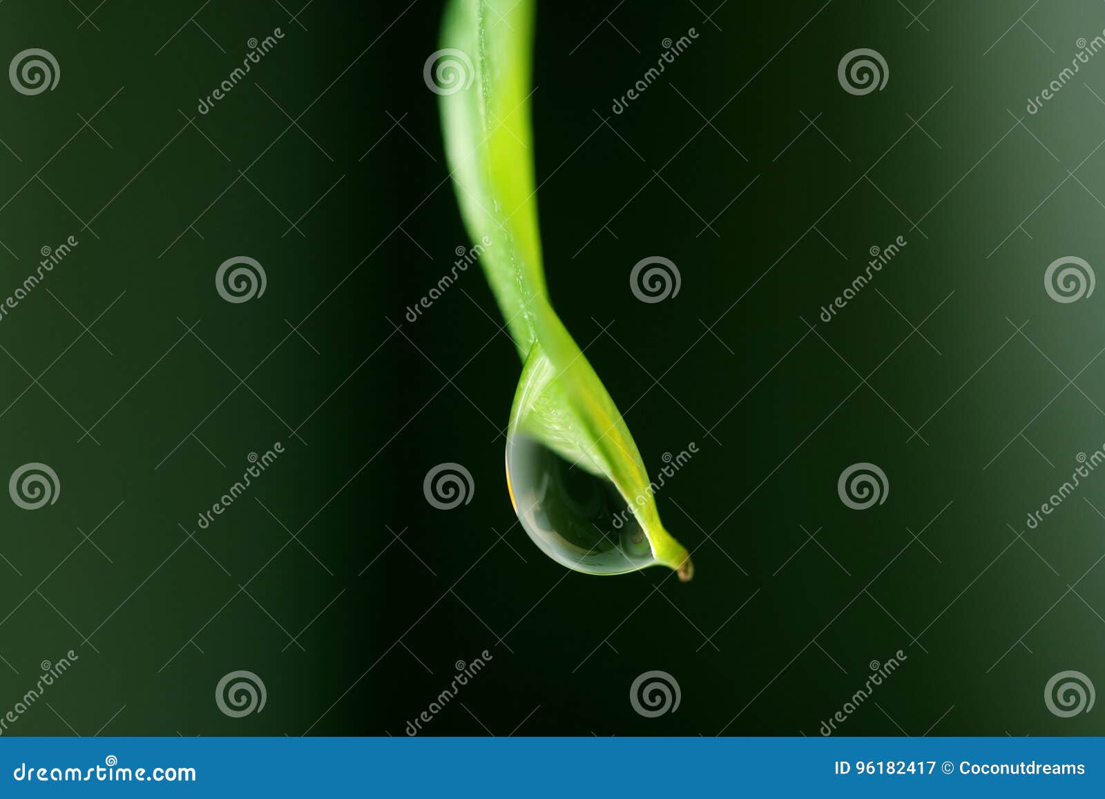 Macro Shot of Water Droplet Dripping from Bright Green Leaf Tip Stock ...