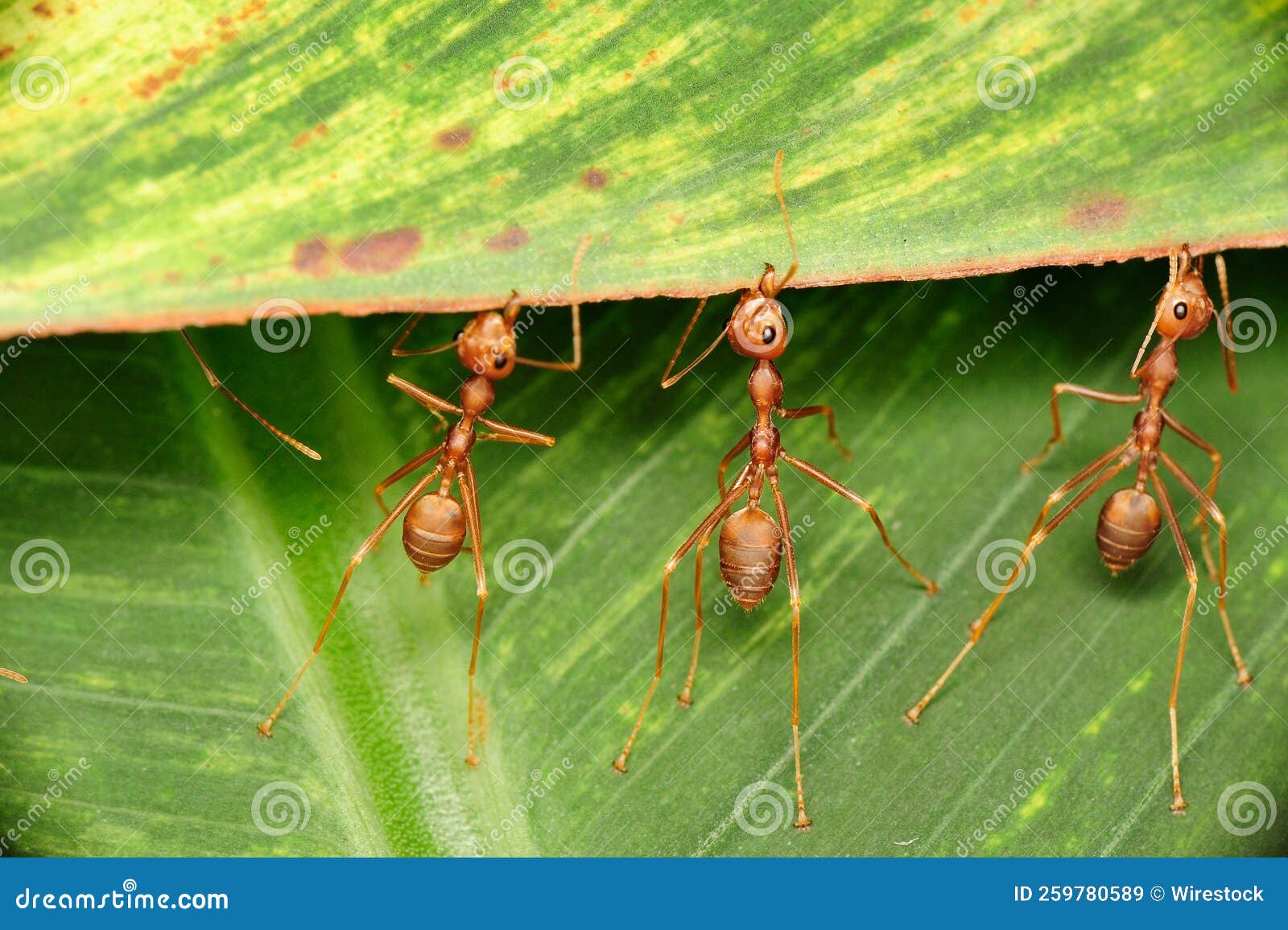 Red Ants Are Pulling Green Leaves Together To Form A Nest. Concept ...