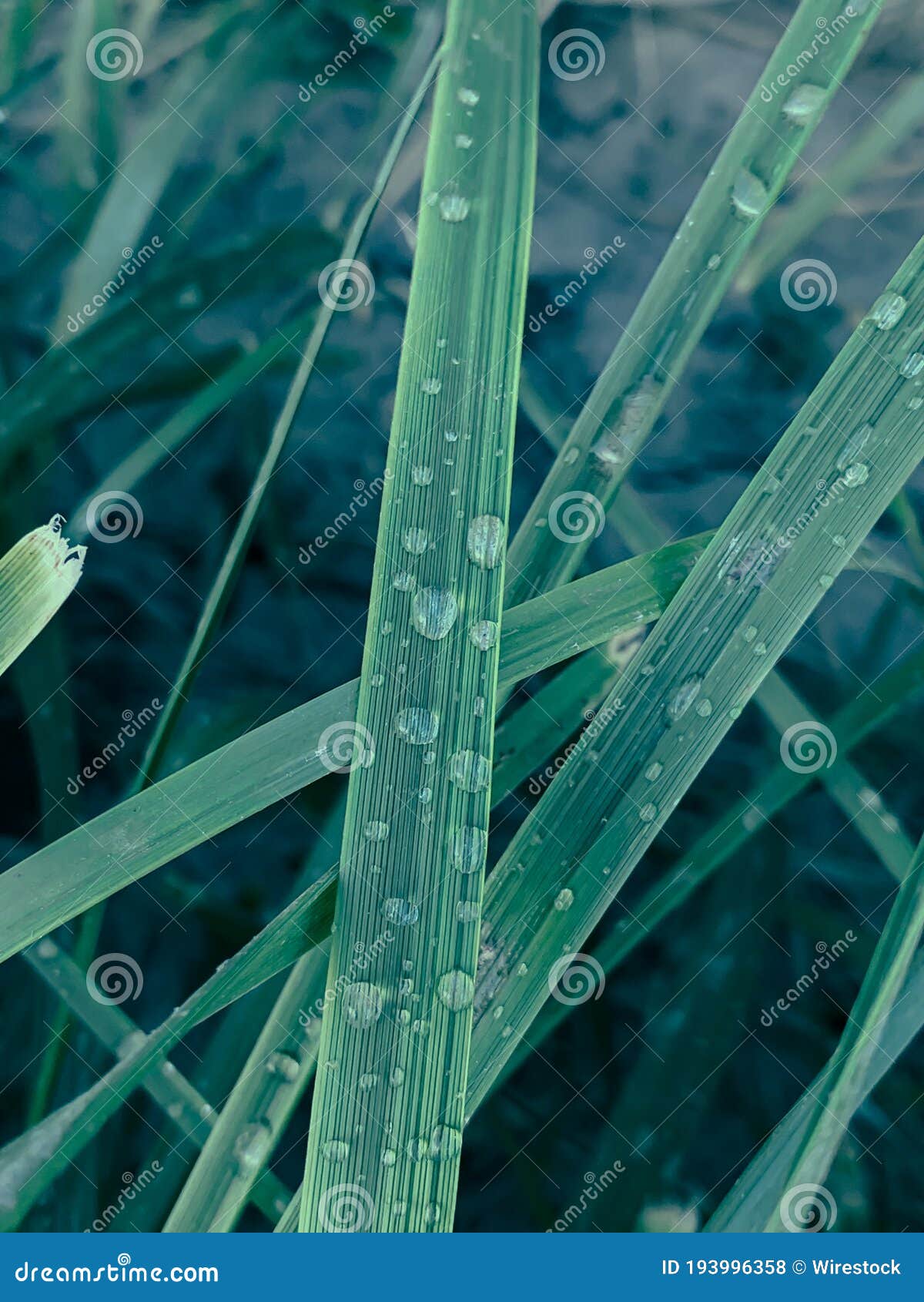 Macro Shot of a Wet Grass Texture Stock Photo - Image of textured ...