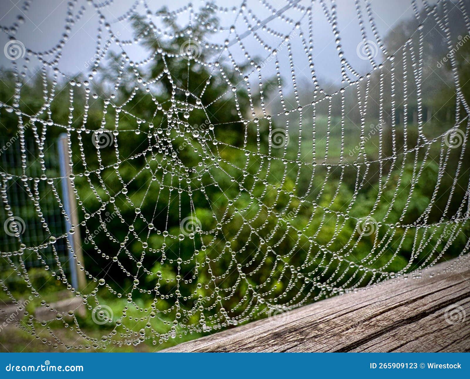 Macro Shot of a Wet Spider Web. Stock Image - Image of nature, thread: 265909123