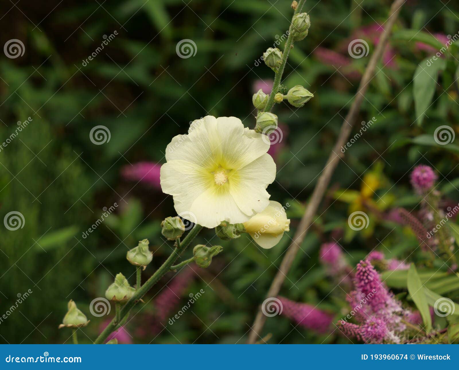 Macro Shot of a White Alcea Flower Stock Photo - Image of flower ...