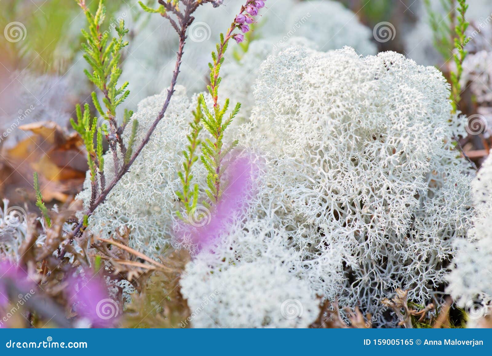 Macro Shot of White Reindeer Moss Stock Image - Image of rangiferina ...