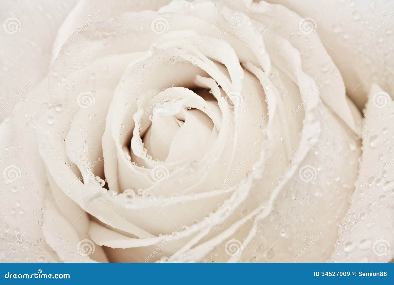 Macro shot of white rose stock image. Image of anniversary - 34527909