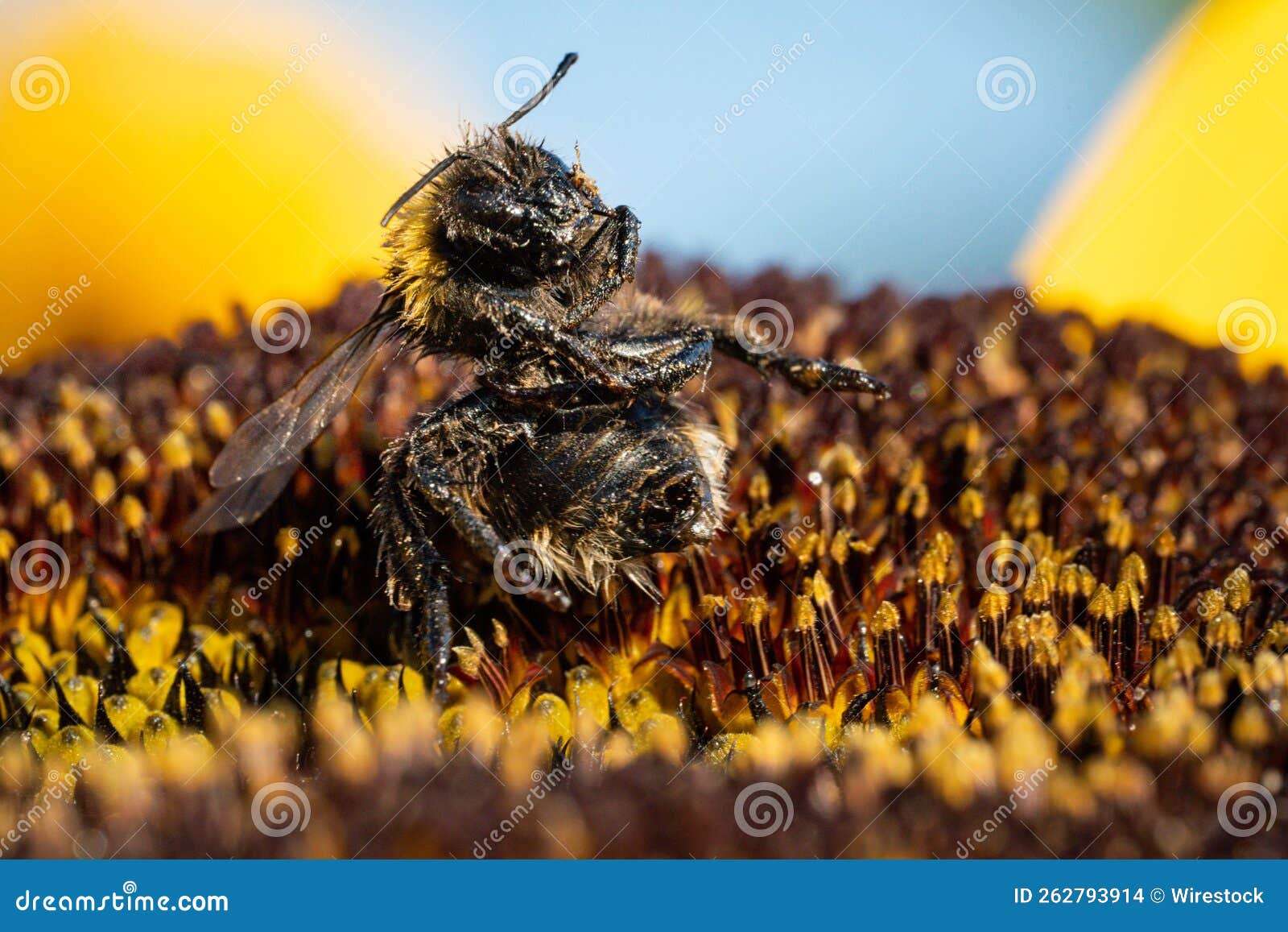 Macro Shot of a White-tailed Bumble Bee Lying on a Sunflower Stock ...