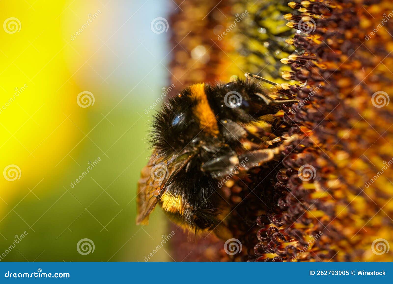Macro Shot of a White-tailed Bumble Bee Pollinating on a Sunflower ...