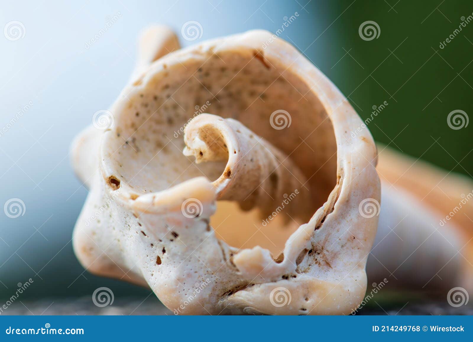 Macro Shot of a White Twisted Seashell on a Blurred Background Stock ...