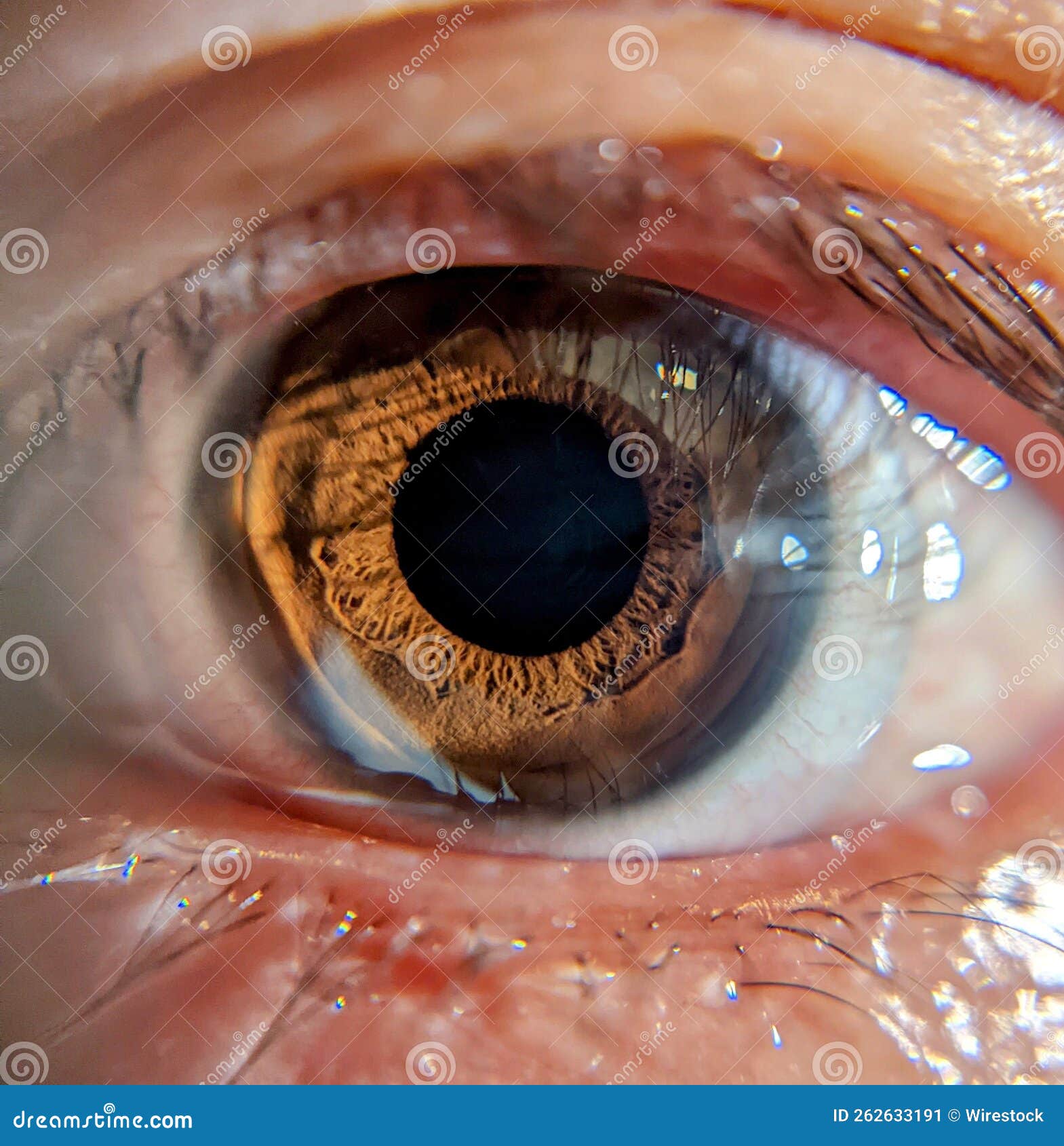 Macro Shot of a Wide Opened Human Eye Stock Image - Image of health ...