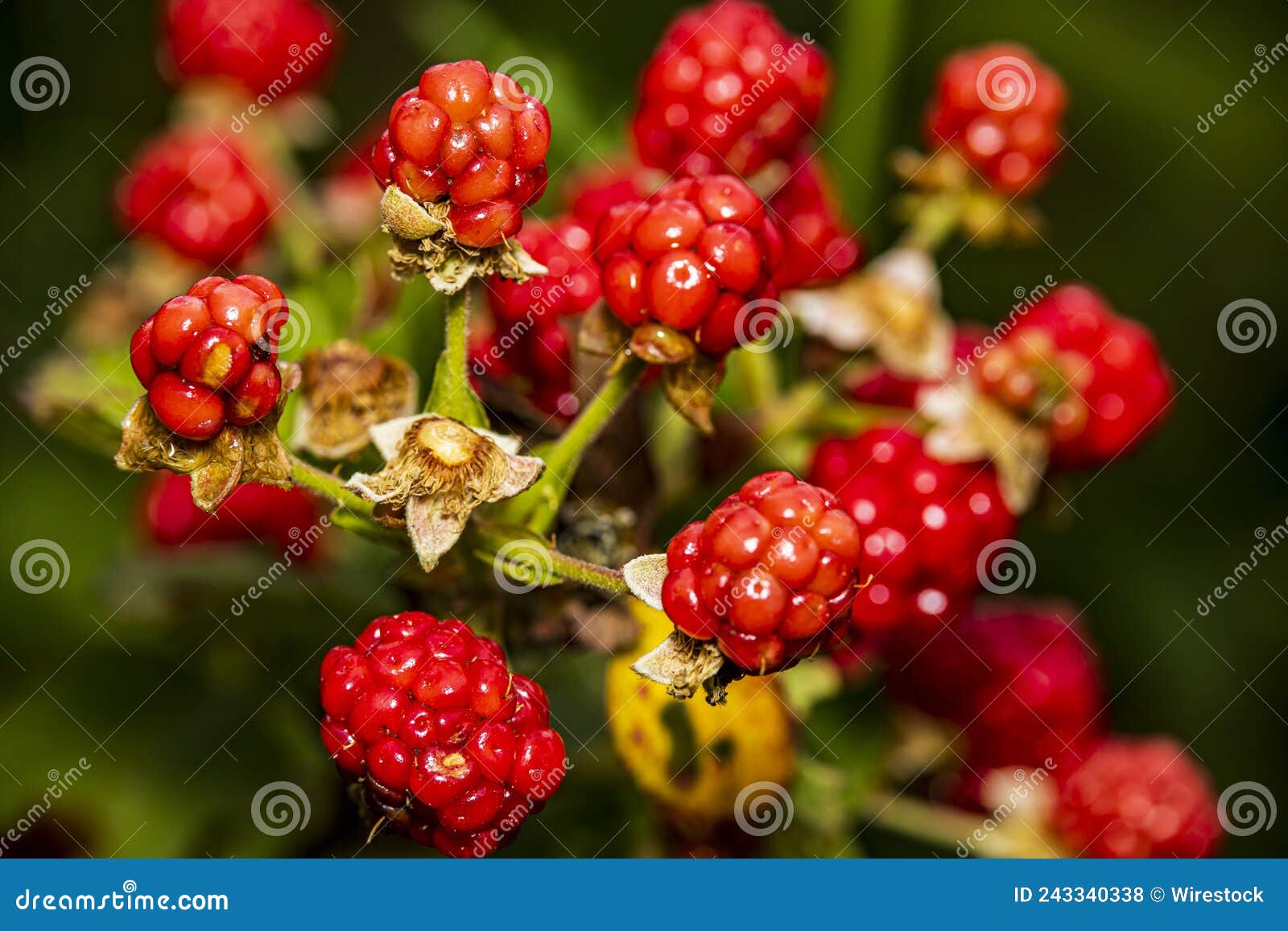 Macro Shot of the Wild Red Berries Stock Photo - Image of juicy ...