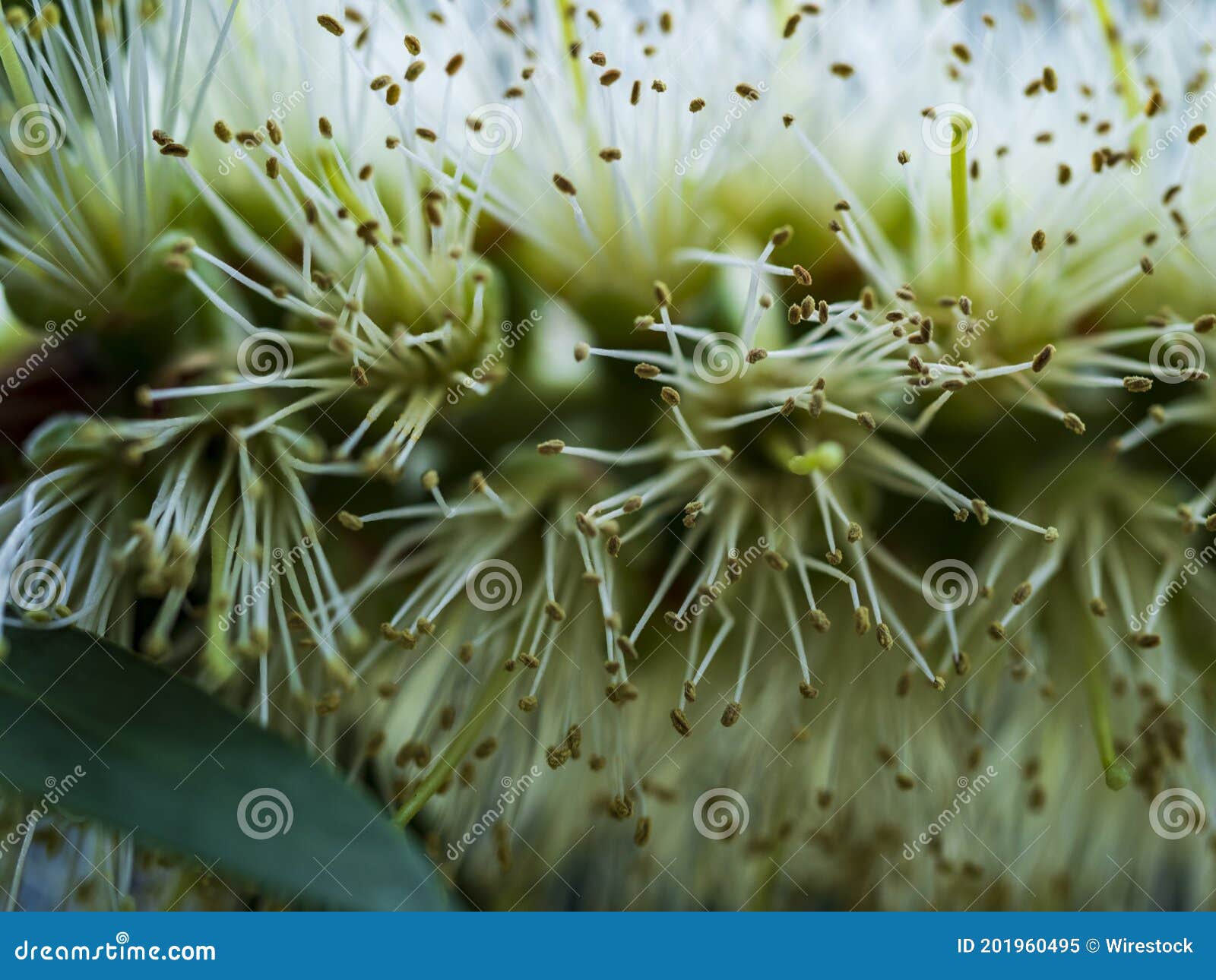 Macro Shot of a Willow Flower Pestles Stock Image - Image of background ...