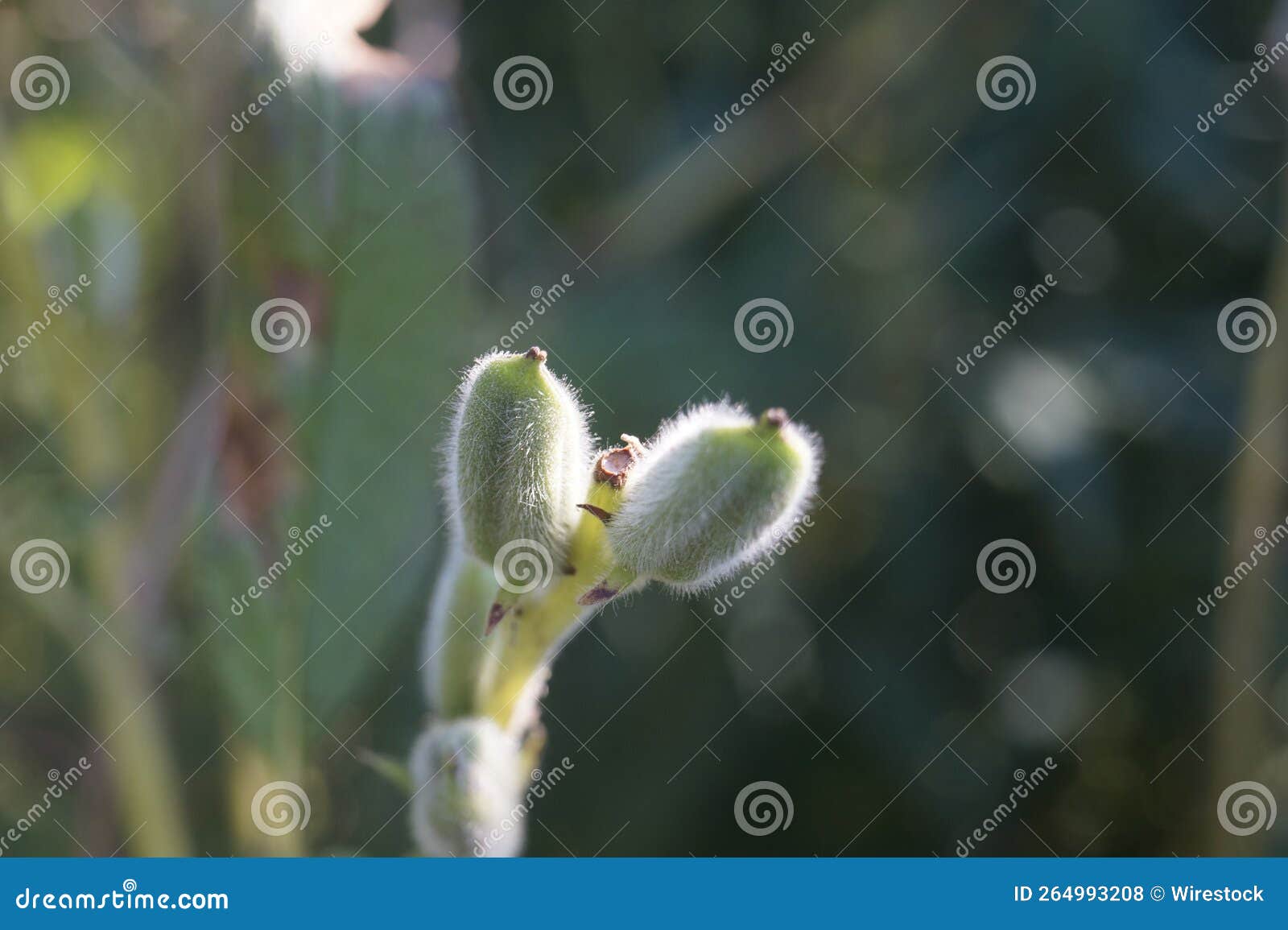 Macro Shot of Willow Tree Buds Stock Photo - Image of nature, buds ...