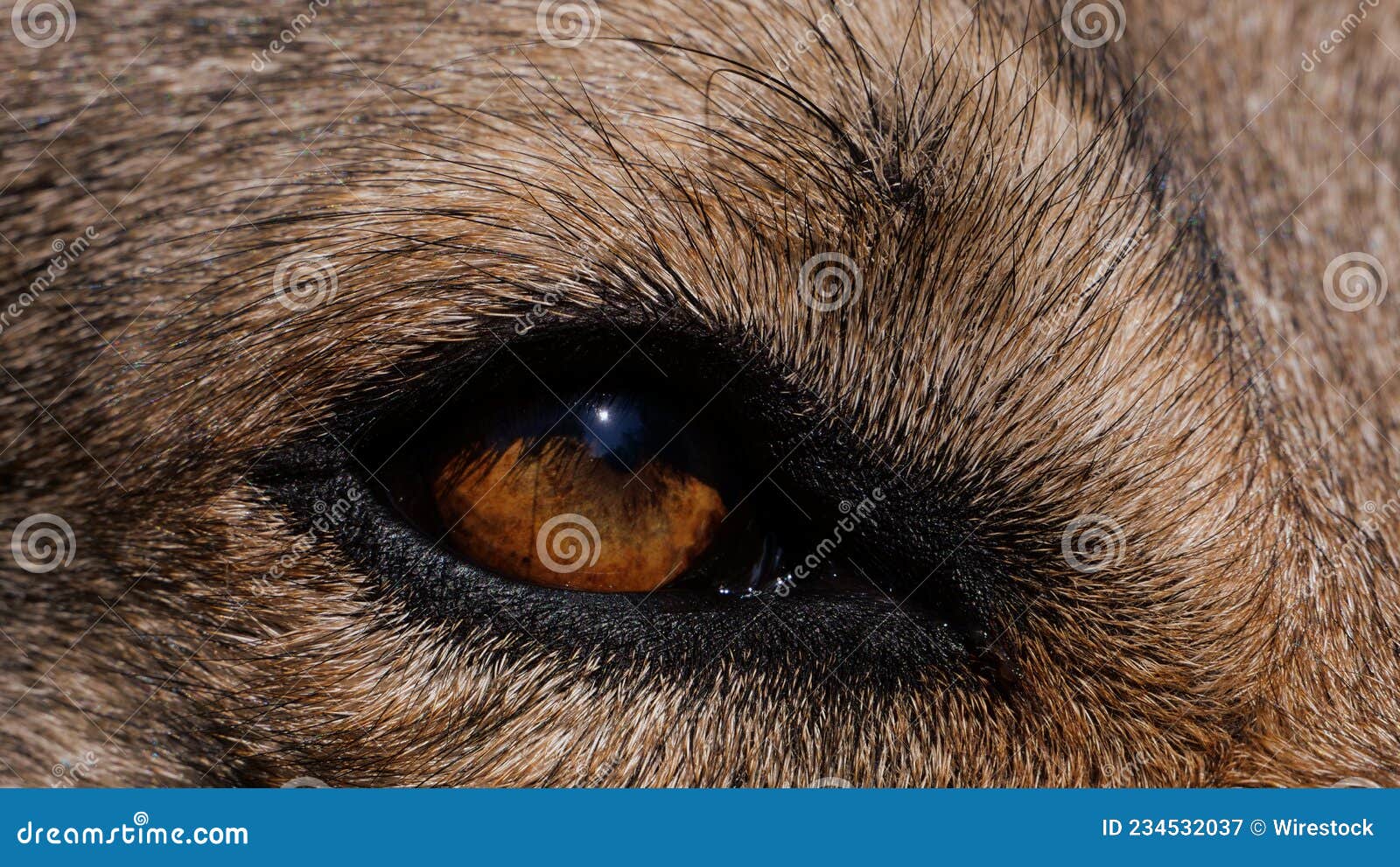Macro Shot of a Wolf S Brown Eye Stock Image - Image of face, texture ...