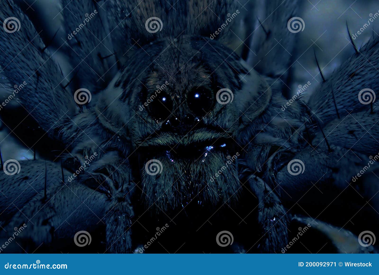 Macro Shot of a Wolf Spider (Lycosa Tarantula) at Night Stock Image ...