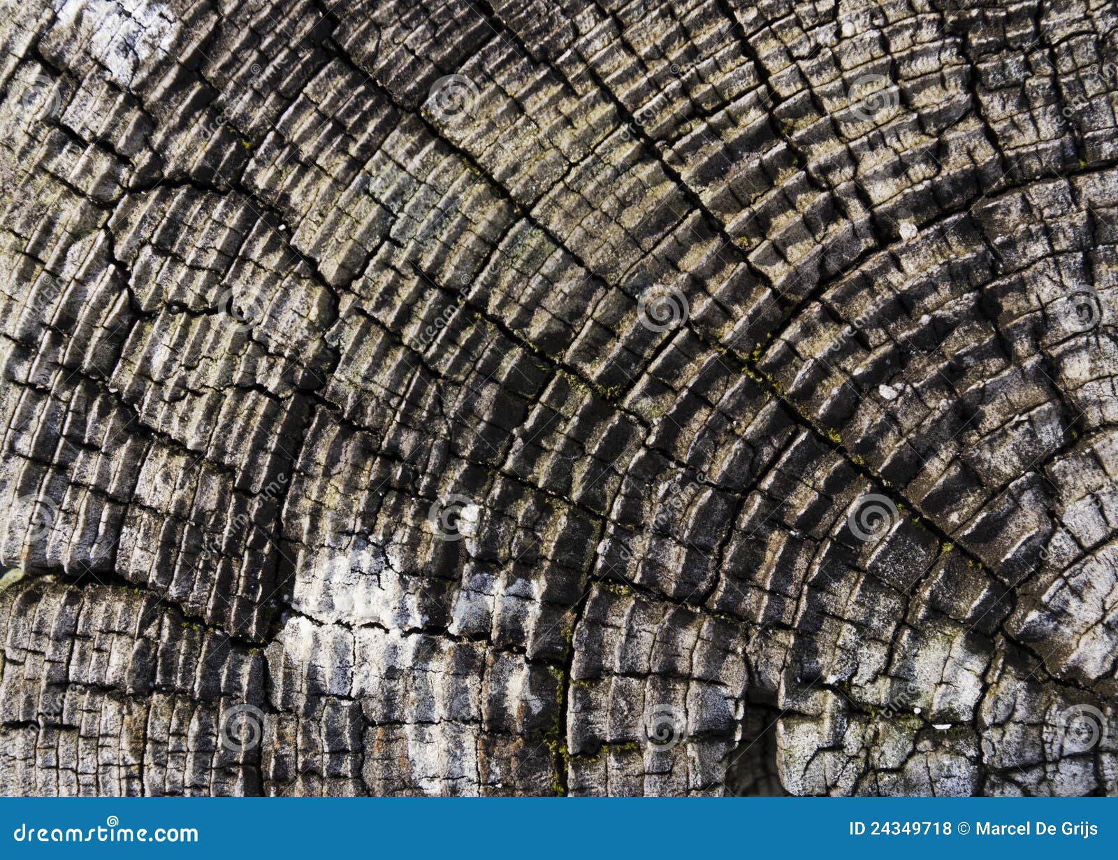 Macro shot wood stock photo. Image of close, ingrain - 24349718