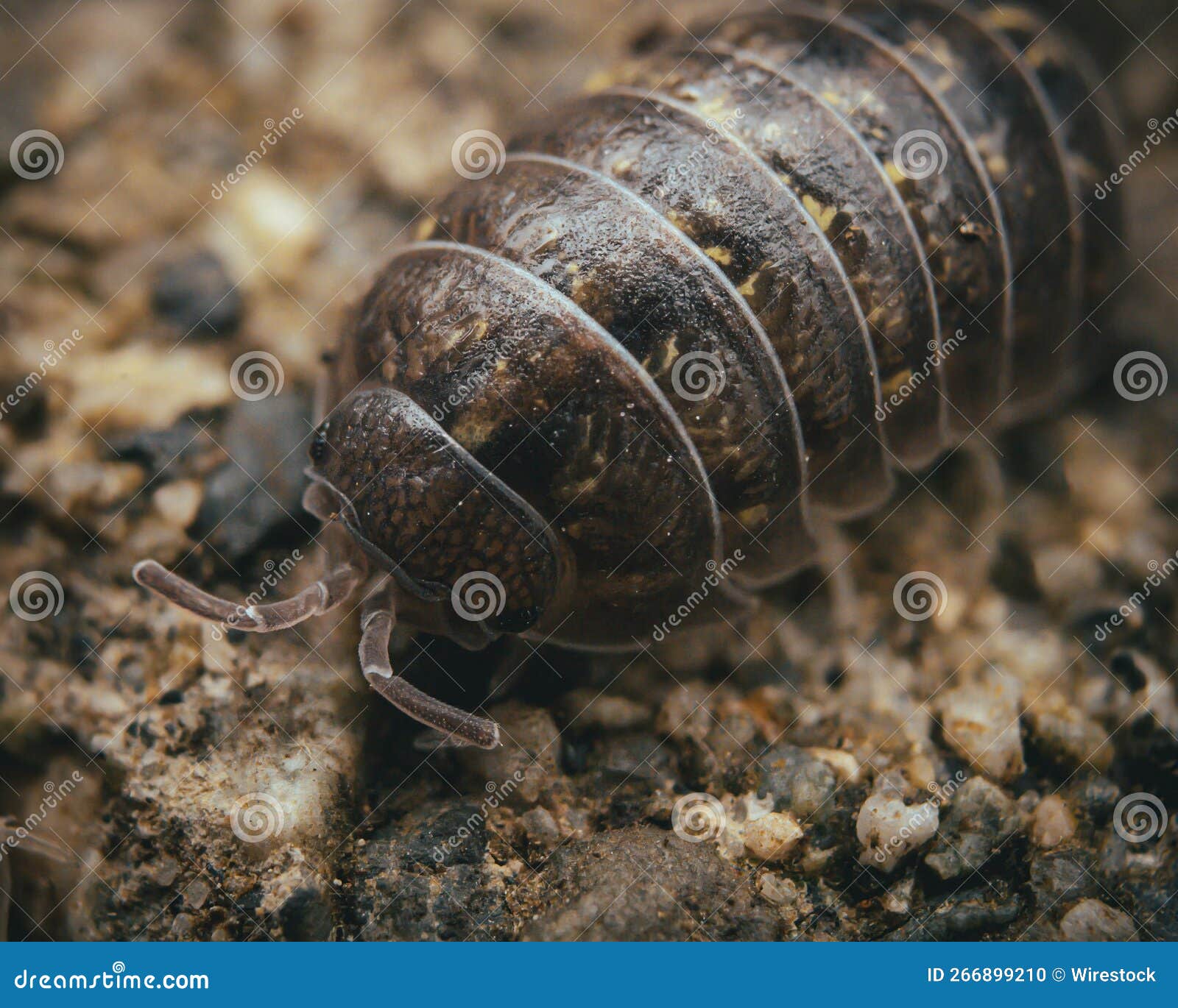 Macro Shot of a Woodlouse on the Ground Stock Photo - Image of insect ...