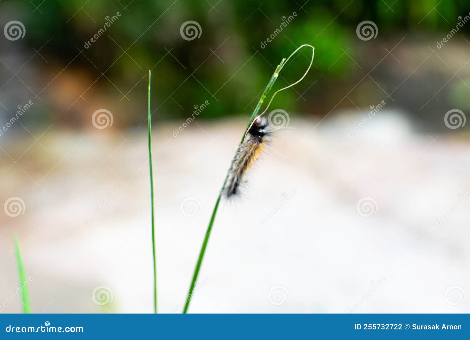 Macro Shot of Worm on a Grass Beautiful Stock Photo - Image of focus ...