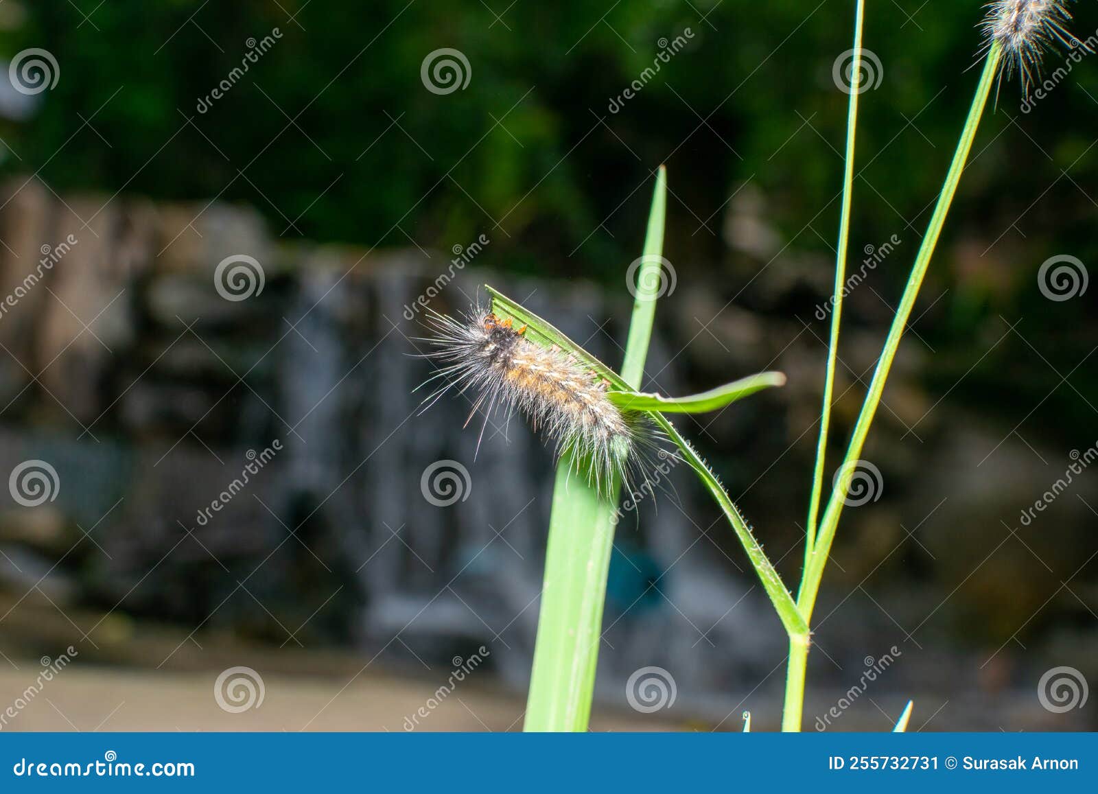Macro Shot of Worm on a Grass Stock Image - Image of concept, larva ...