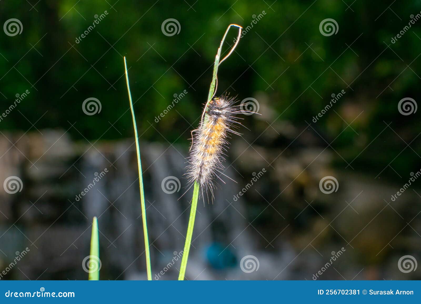 Macro Shot of Worm on a Grass Stock Image - Image of farm, color: 256702381