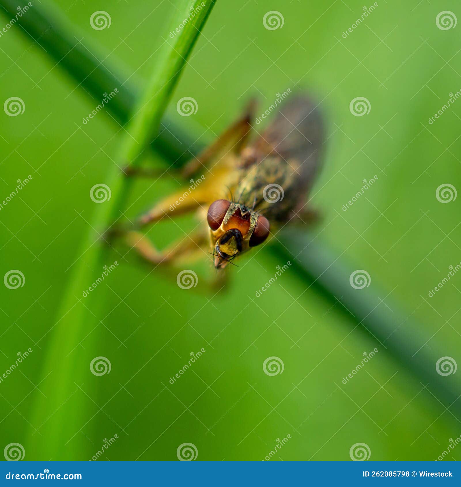 Macro Shot of a Yellow Creepy Dung Fly Head Looking at the Camera Stock ...
