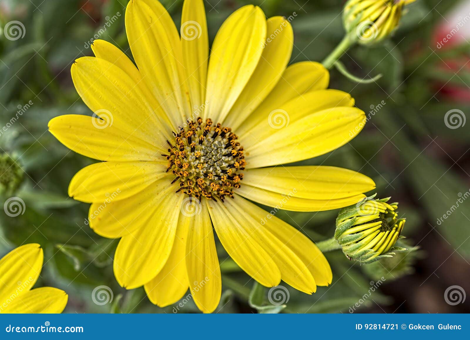 Macro shot of yellow daisy stock image. Image of flora - 92814721