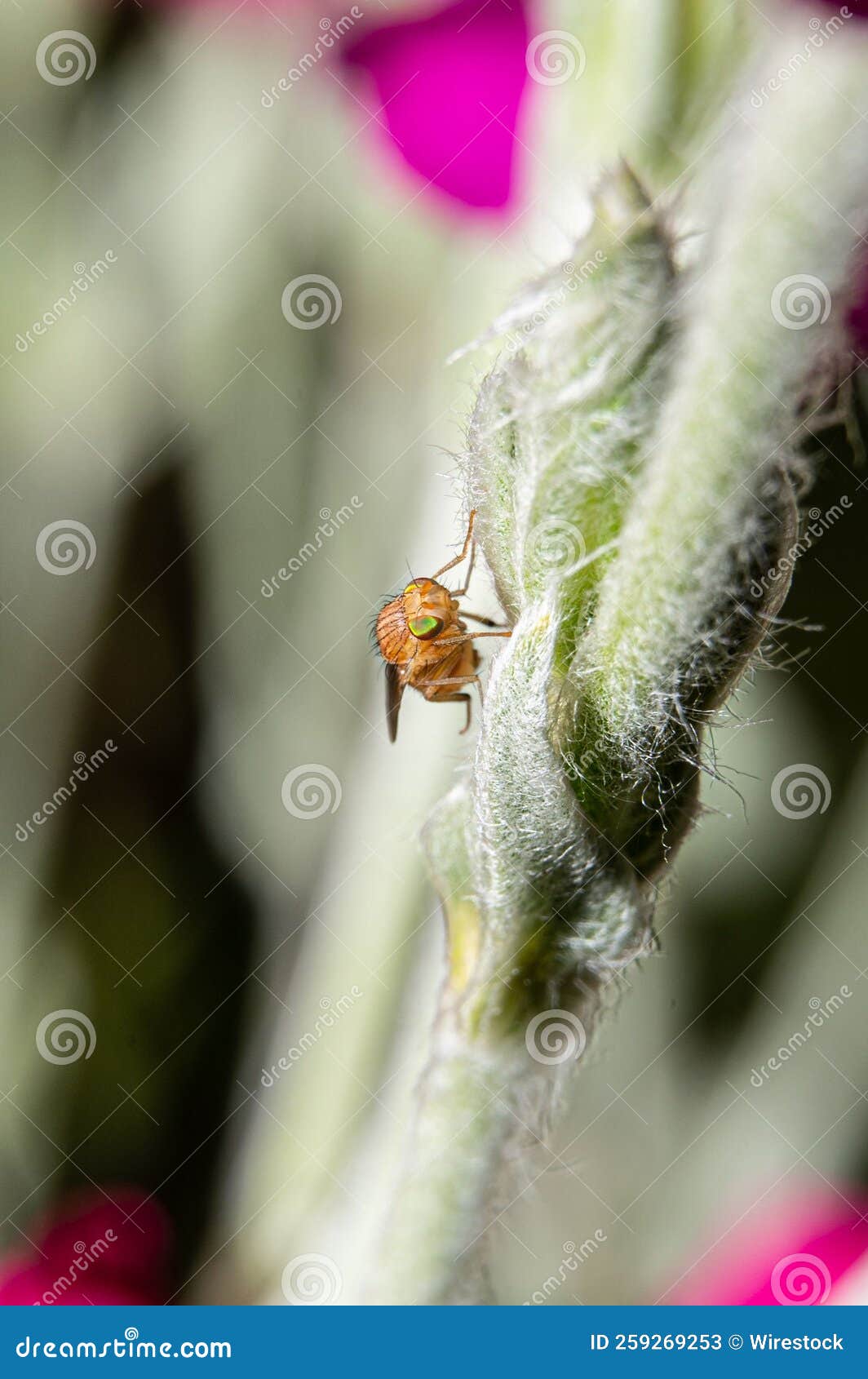 Macro Shot of a Yellow Fly on a Flower Stem Stock Image - Image of ...