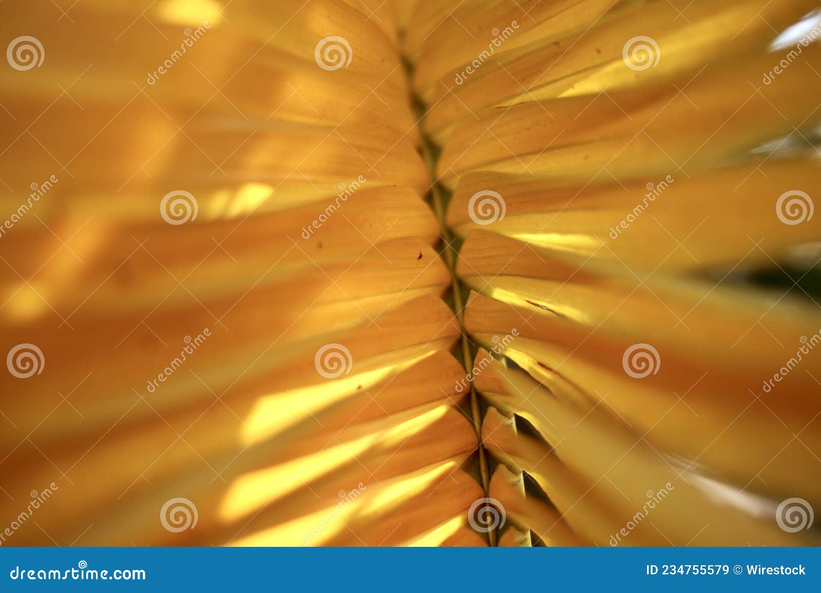 Macro Shot of a Yellow Palm Tree Leaf Texture Stock Image - Image of ...