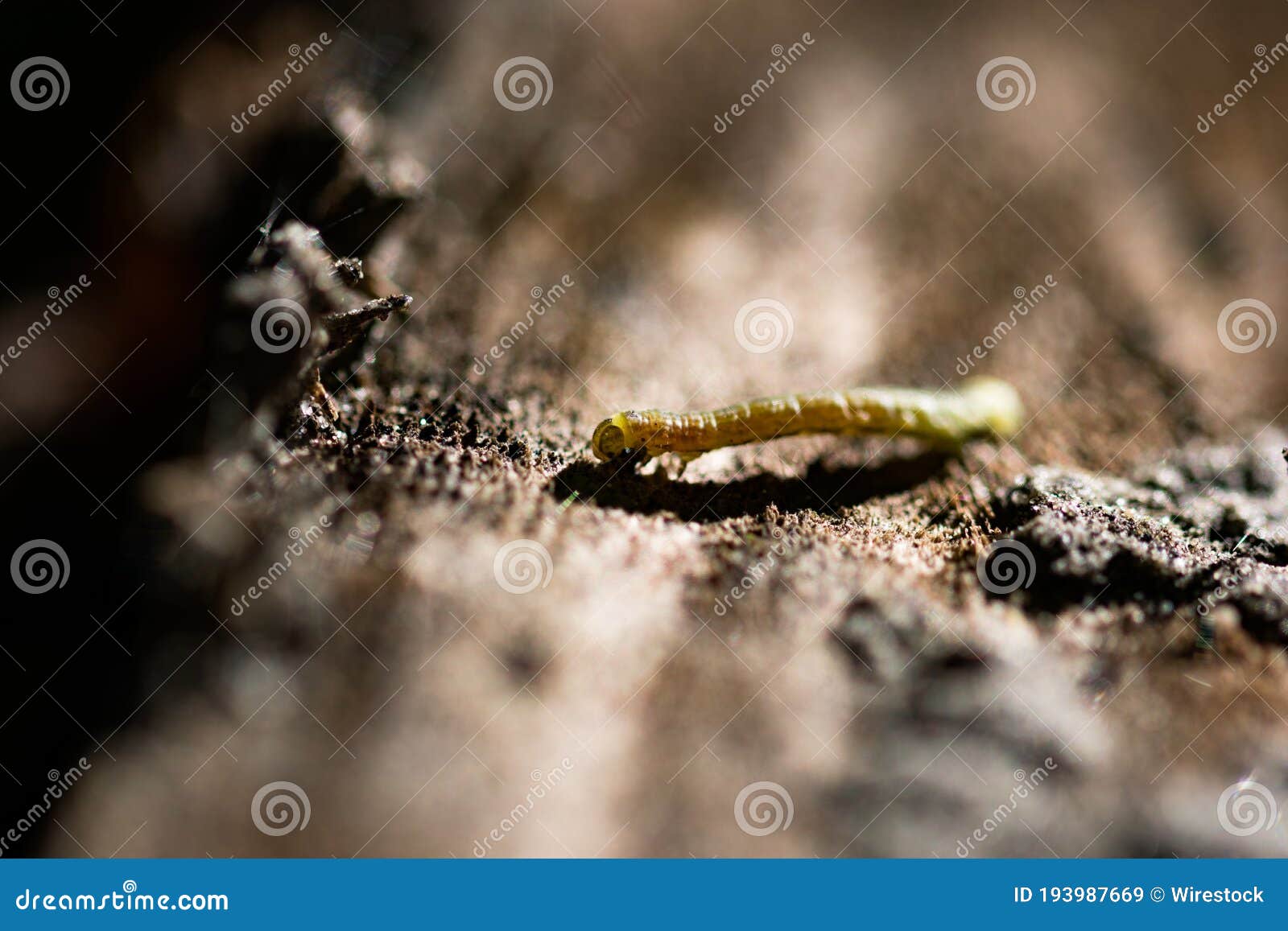 Macro Shot of a Yellow Worm Creeping on the Sandy Ground Stock Image ...