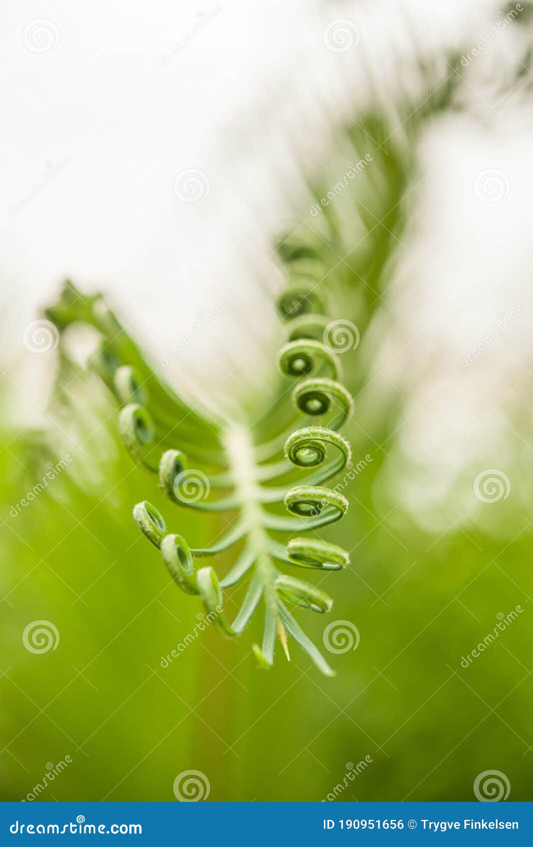 Macro Shot of Young Green Ferns Stock Photo - Image of beauty, flora ...
