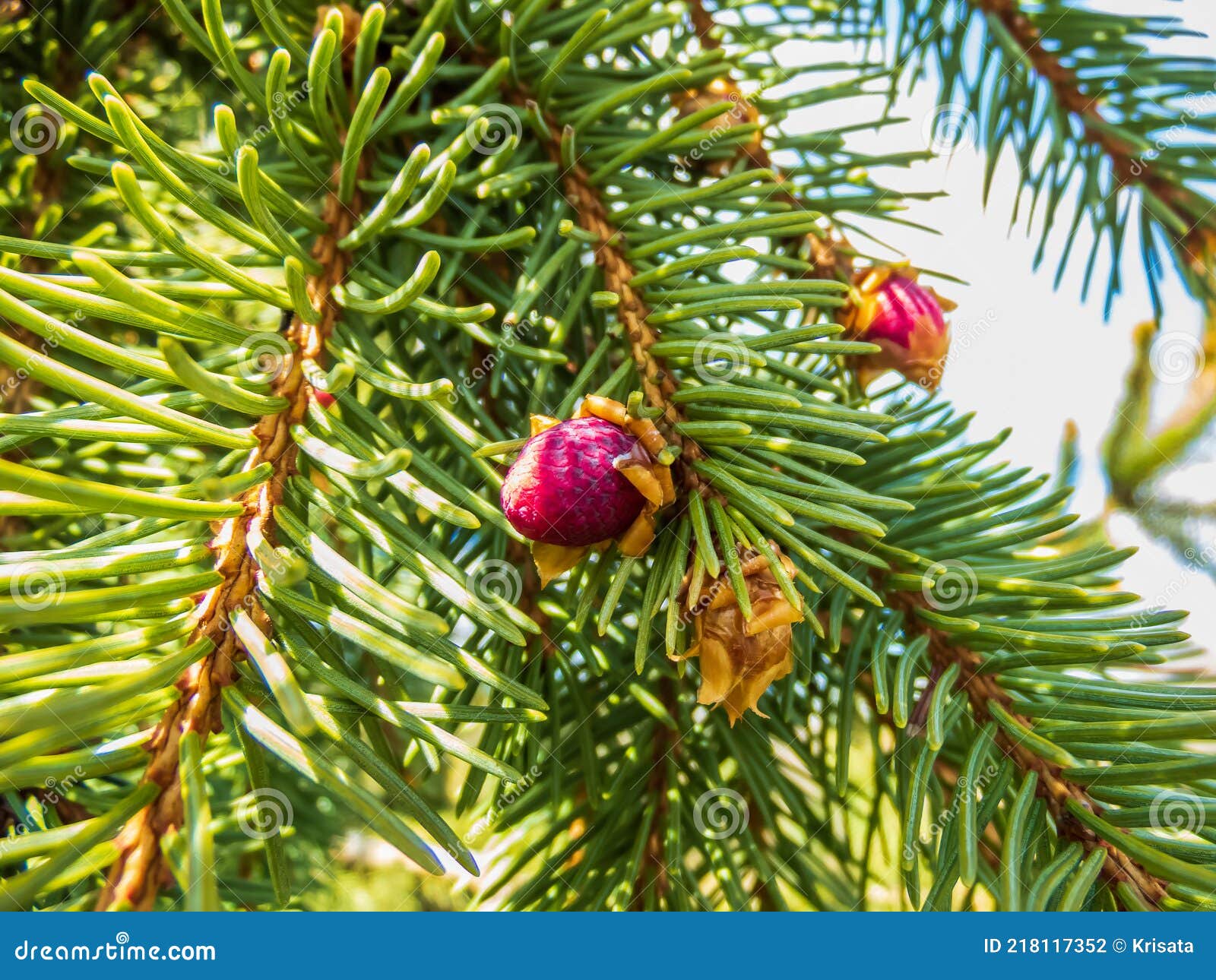Macro Shot of Young Pink Cone Buds on a Branch of Spruce Tree in Spring ...