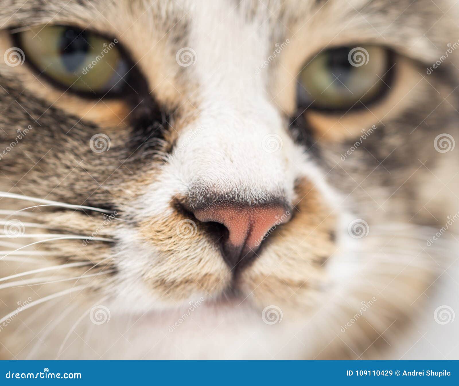 A Macro Shot of a Young Tabby Cat`s Face Stock Image - Image of animal ...