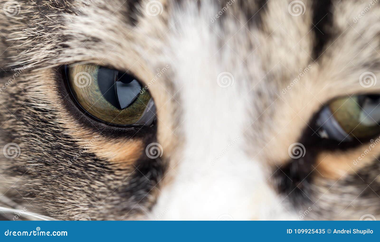 A Macro Shot of a Young Tabby Cat`s Face Stock Image - Image of watch ...