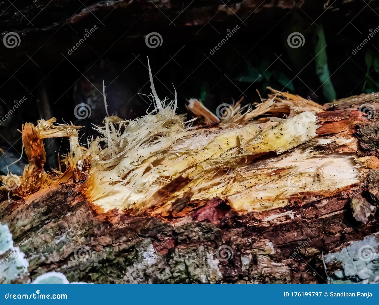 Macro Shots of the Bark of a Twisted Tree Stock Image - Image of forest ...