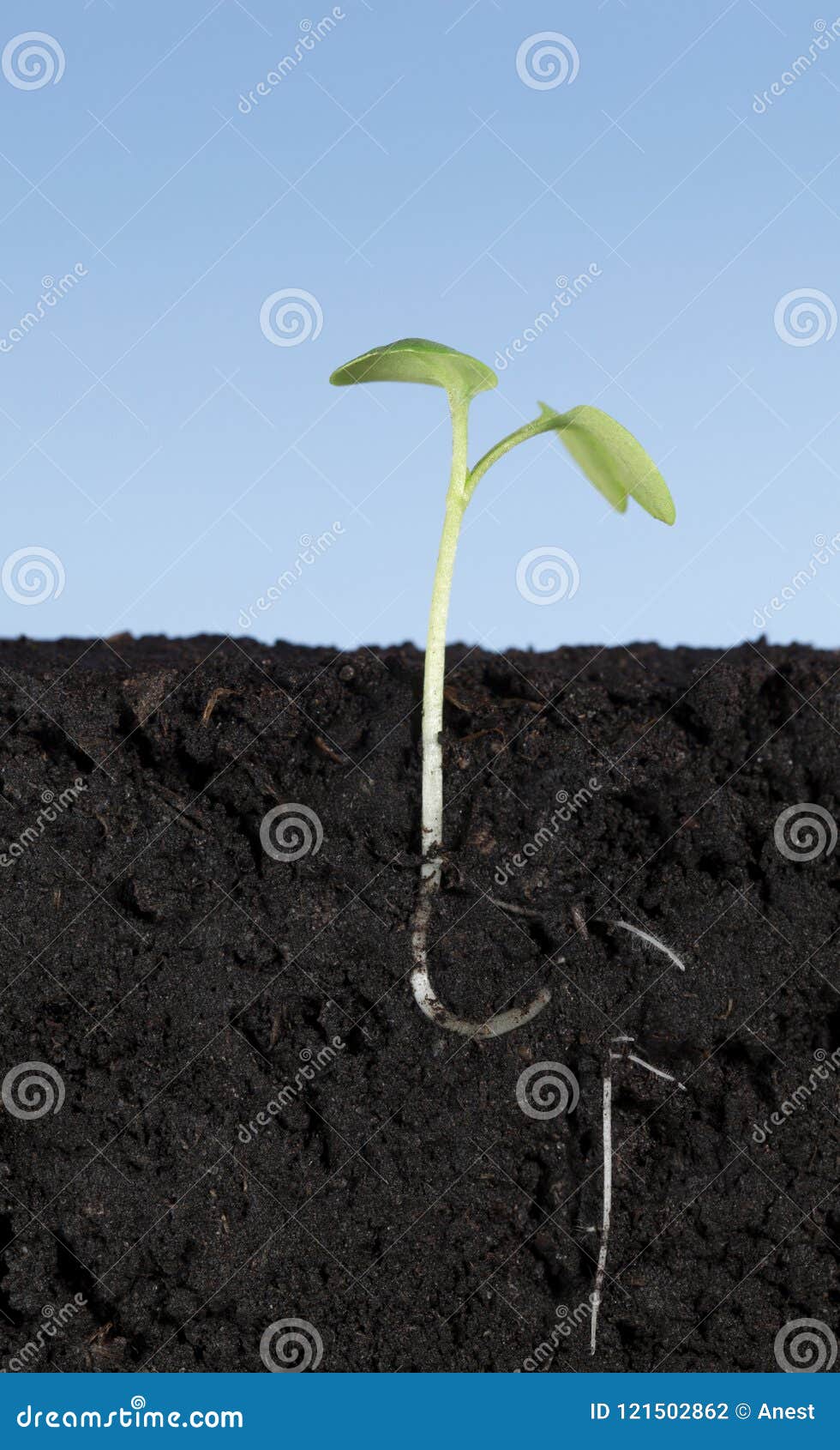 Single sprout stock photo. Image of side, cultivated - 121502862