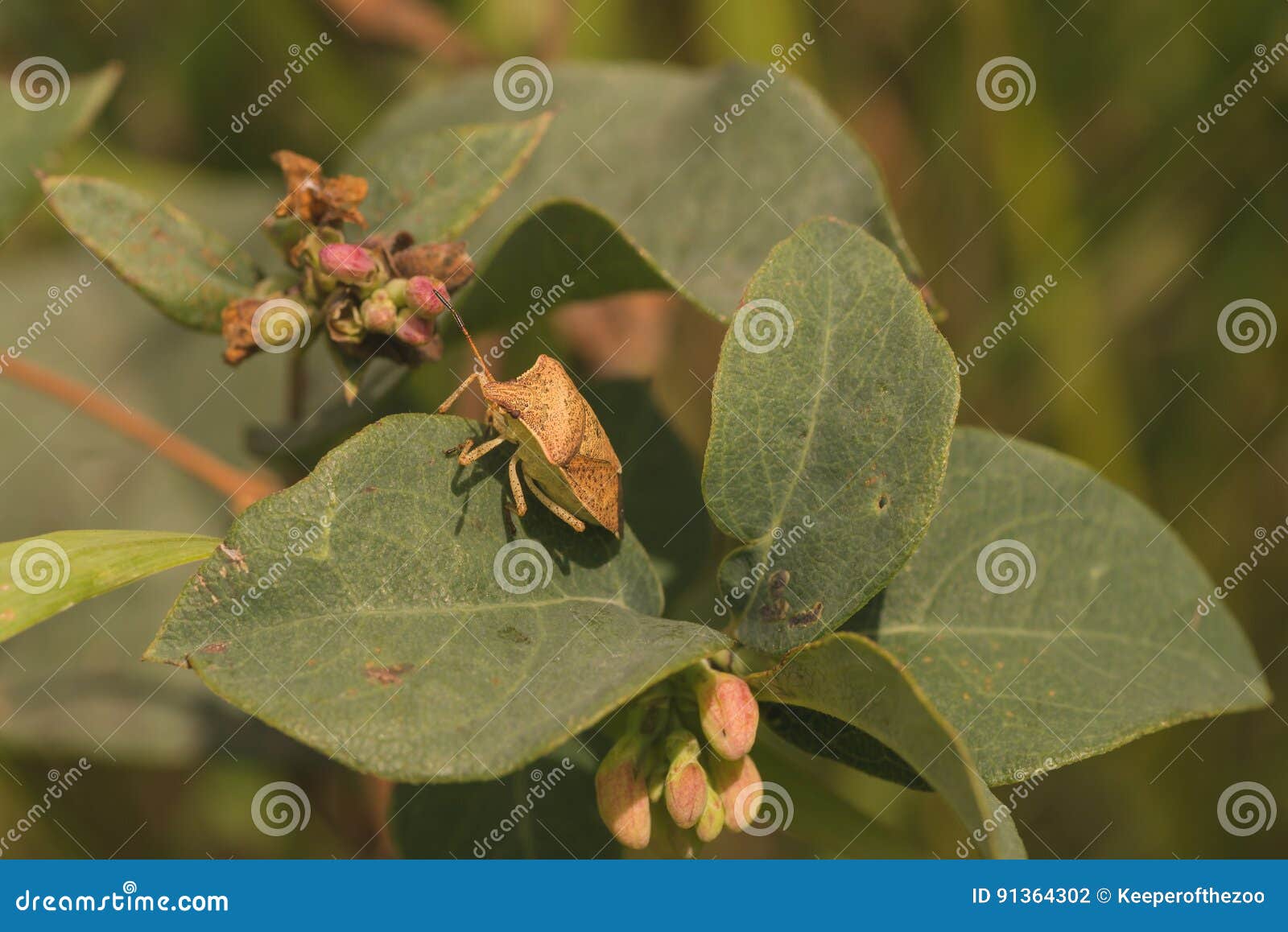 Macro Side View of Brown Stink Bug. Stock Photo - Image of stink ...