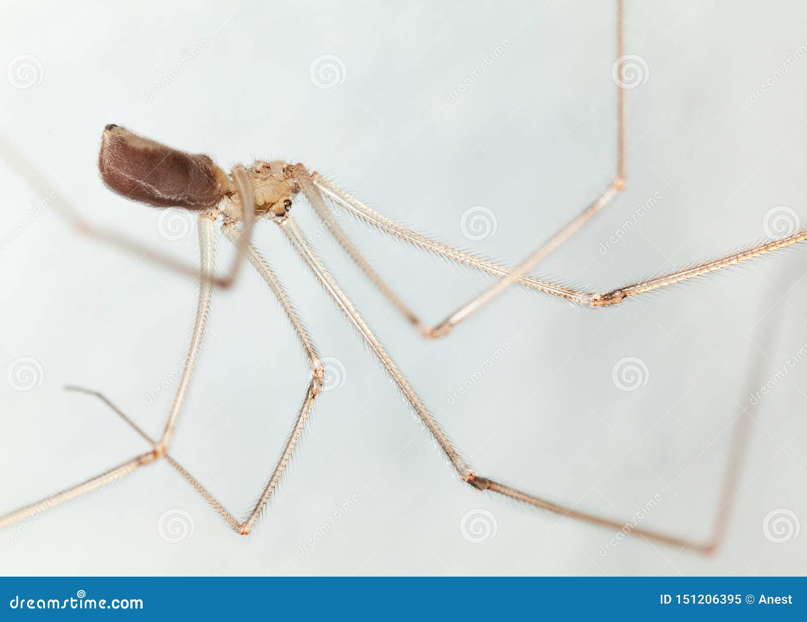 Long legs spider stock image. Image of wild, arachnid - 151206395