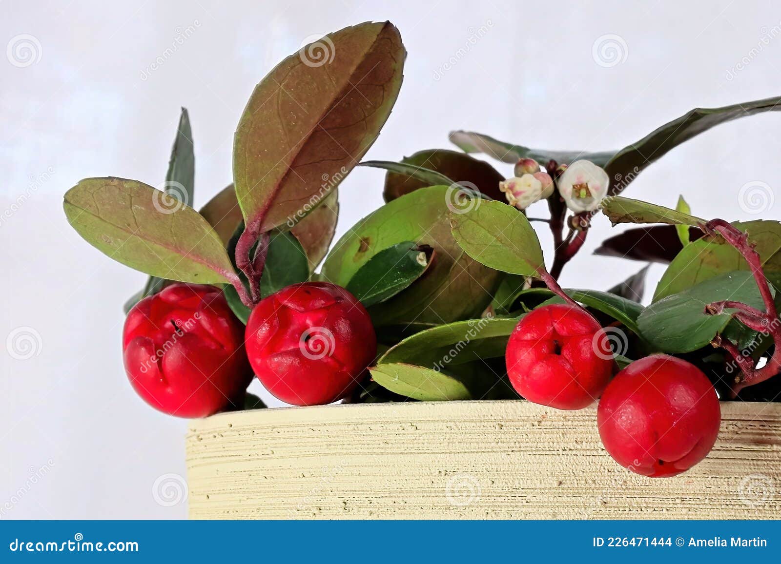Macro Side View of Ripe Wintergreen Berries Stock Photo - Image of ...