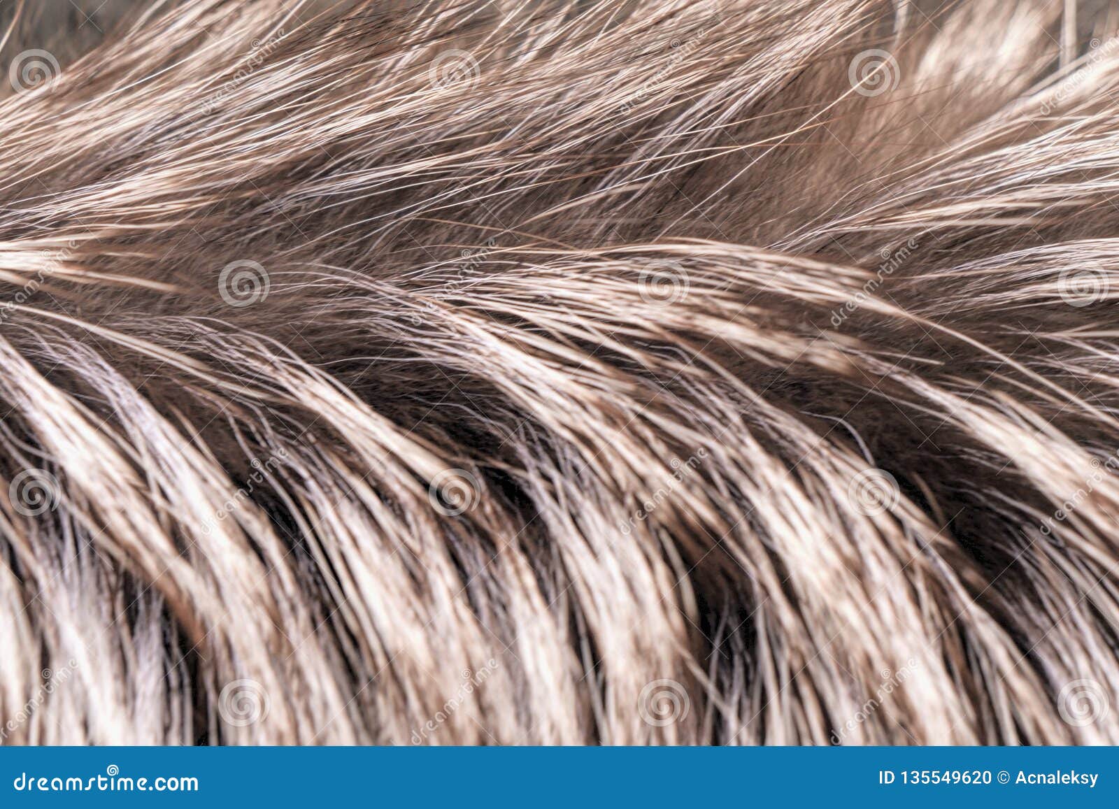 Macro silver fox fur. stock photo. Image of animal, design - 135549620