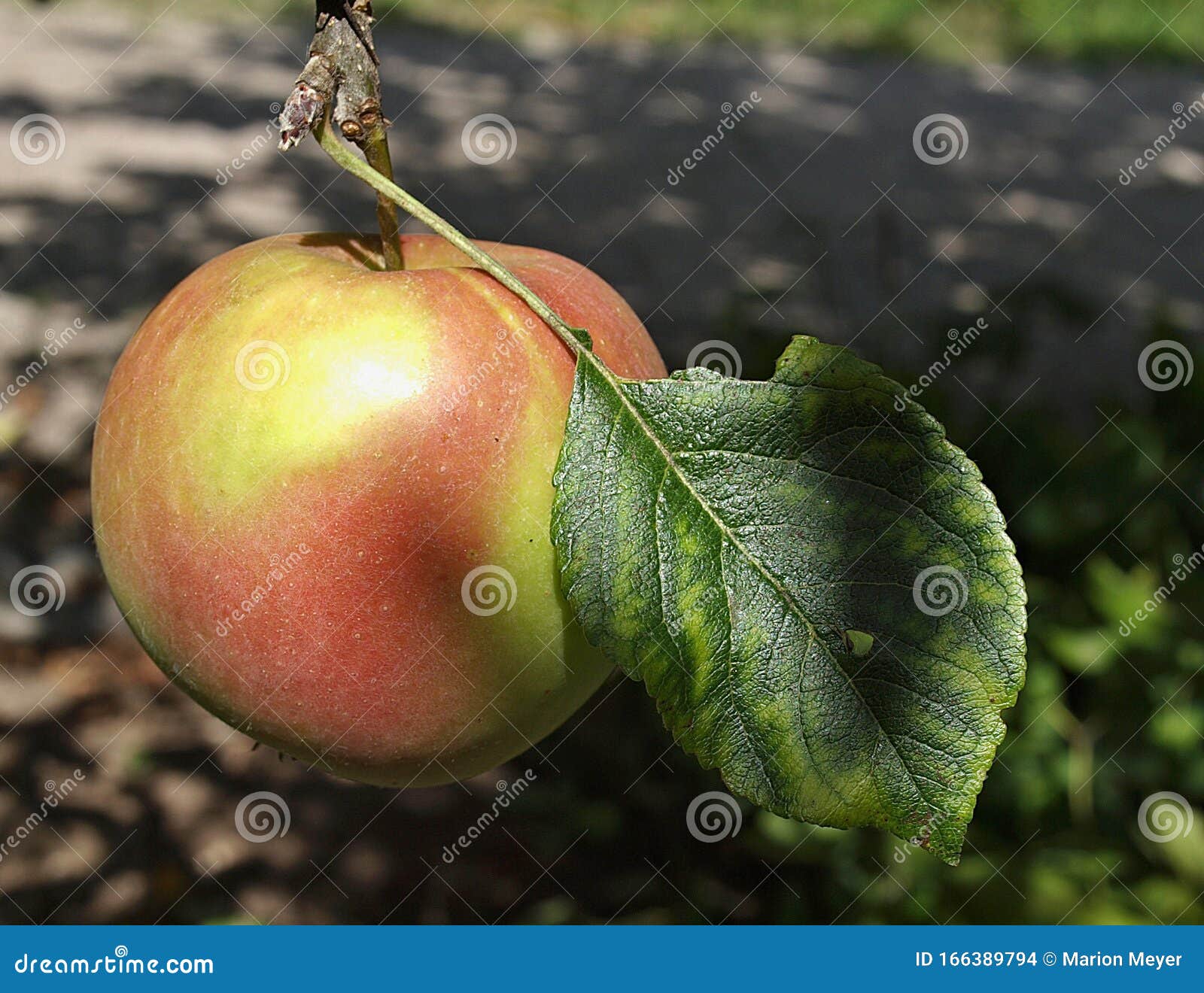 One apple at a apple tree stock photo. Image of grocery - 166389794
