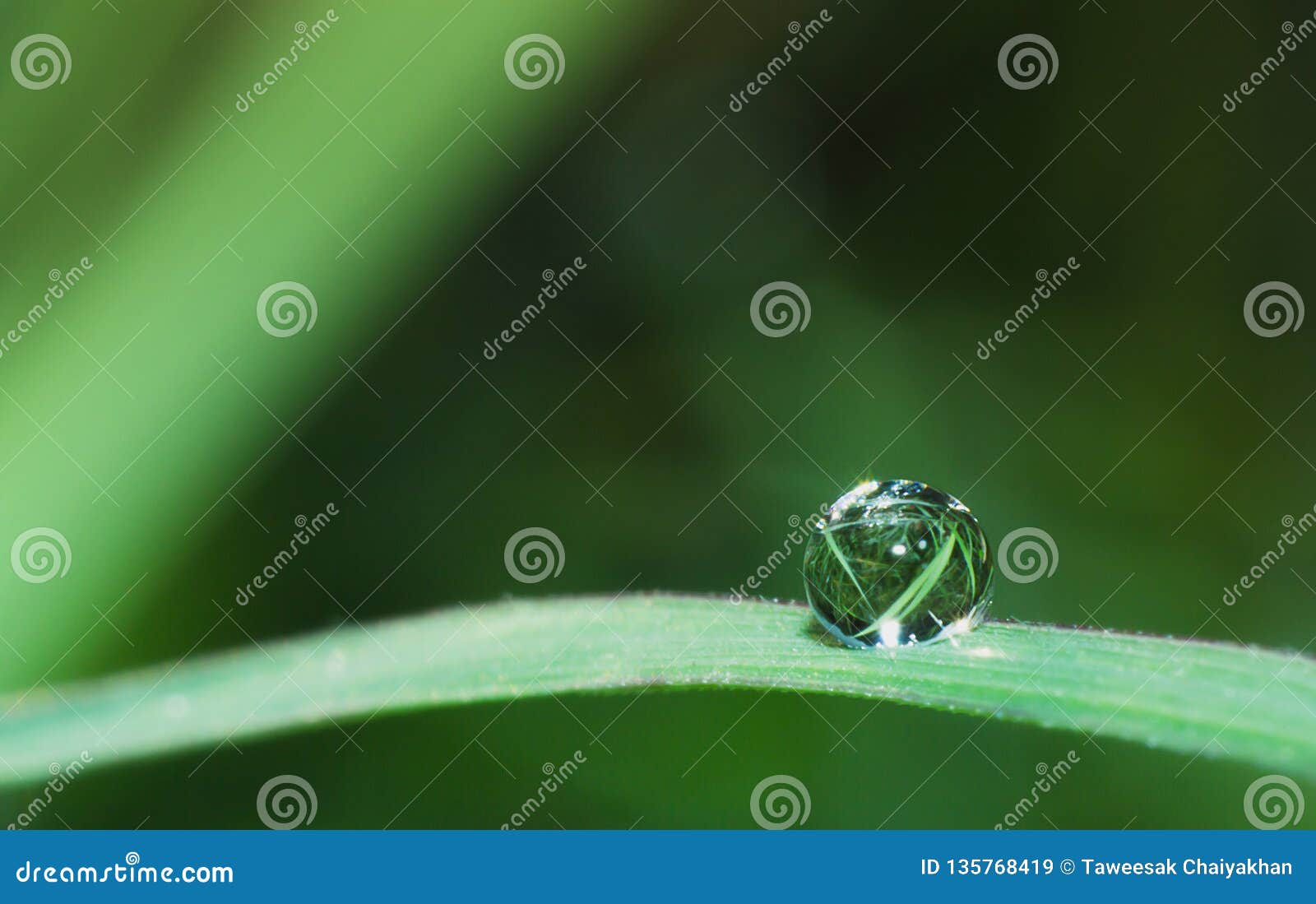 Macro Single Water Drop on Grass Leaf Stock Image - Image of abstract ...