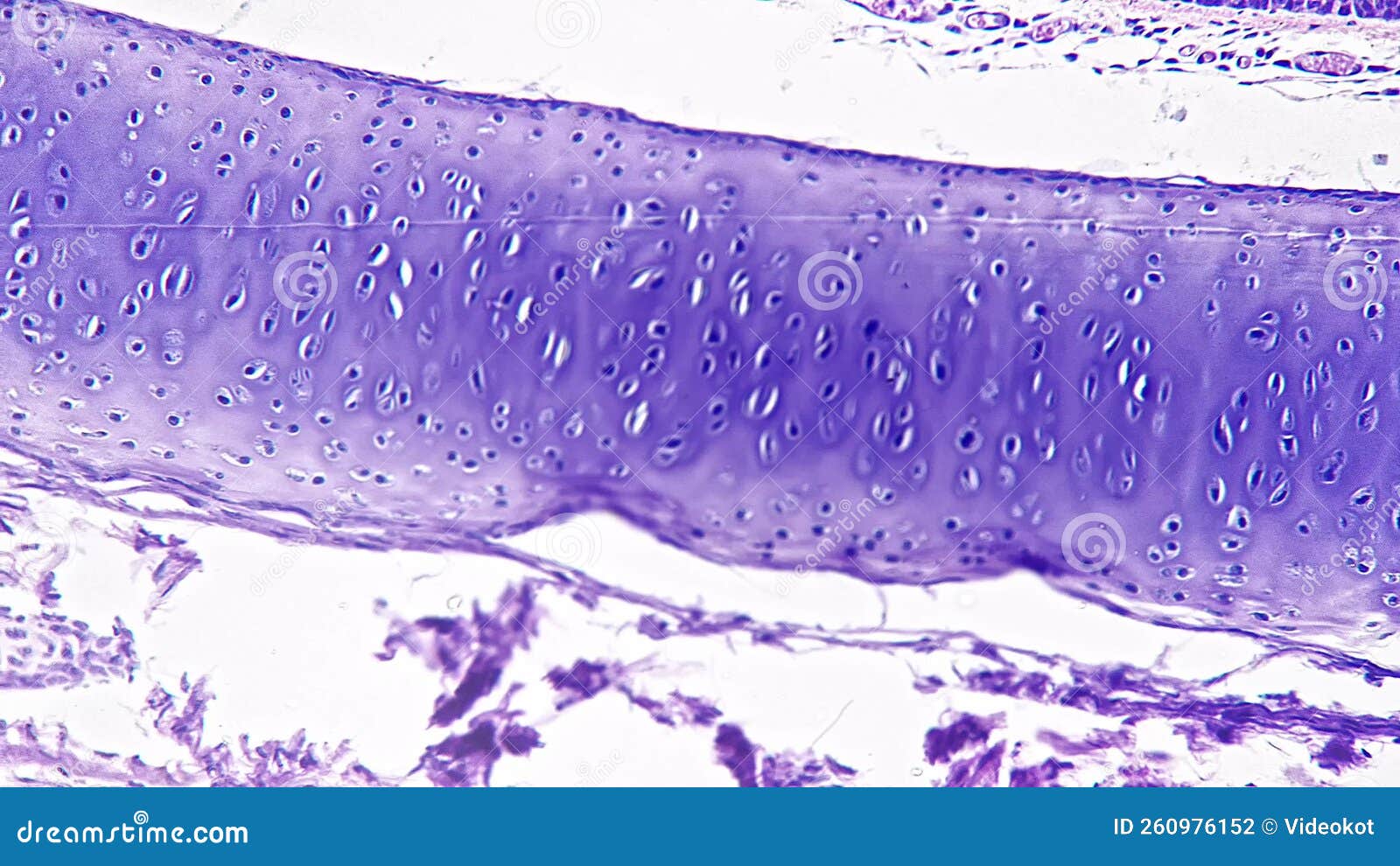 Macro Slide of Bone Cell in Section Under Microscope 400x on Bright ...