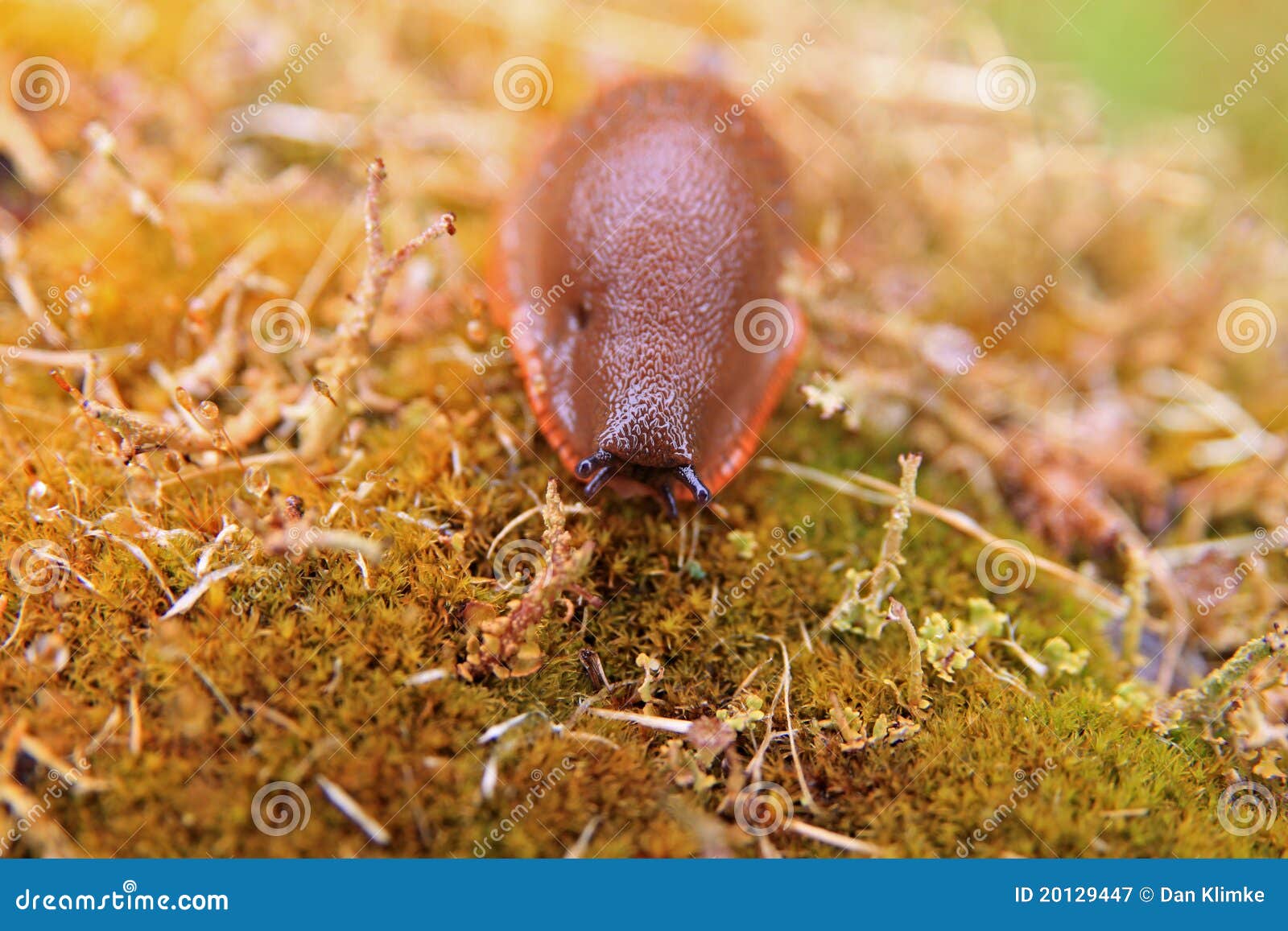 Macro Of A Slug Picture. Image: 20129447