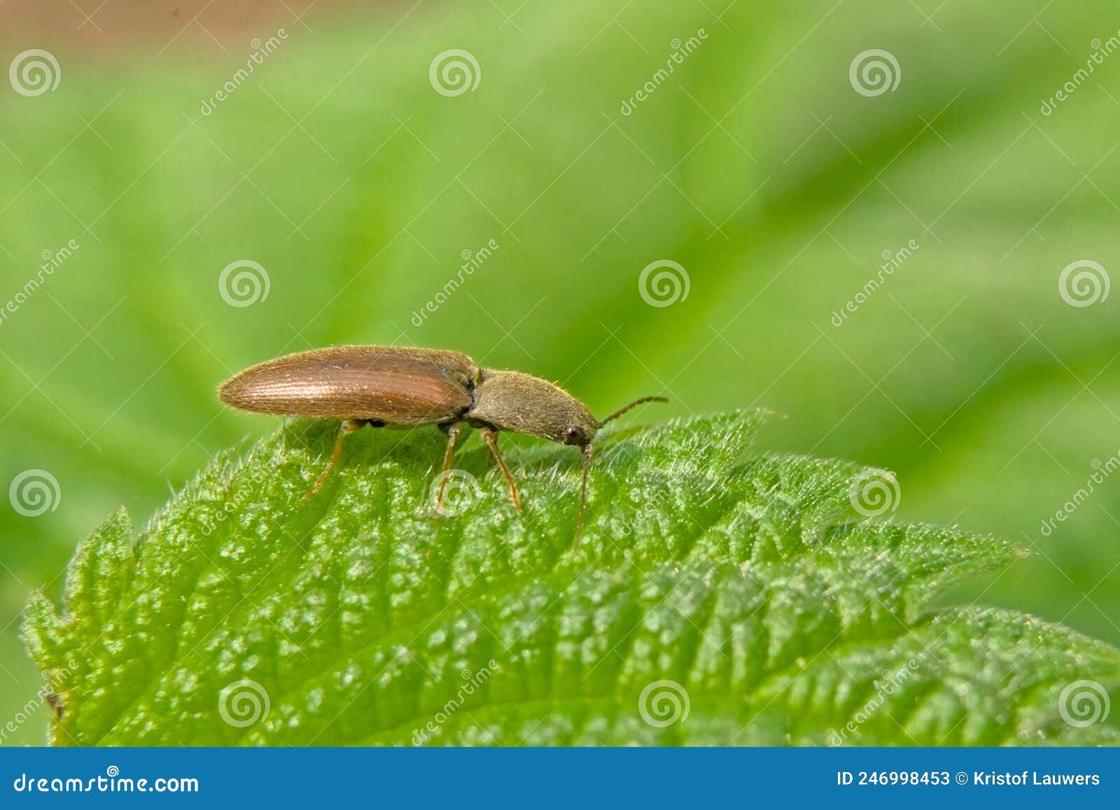 Tiny Brown Click Beetle on a Green Leaf Stock Image - Image of click ...
