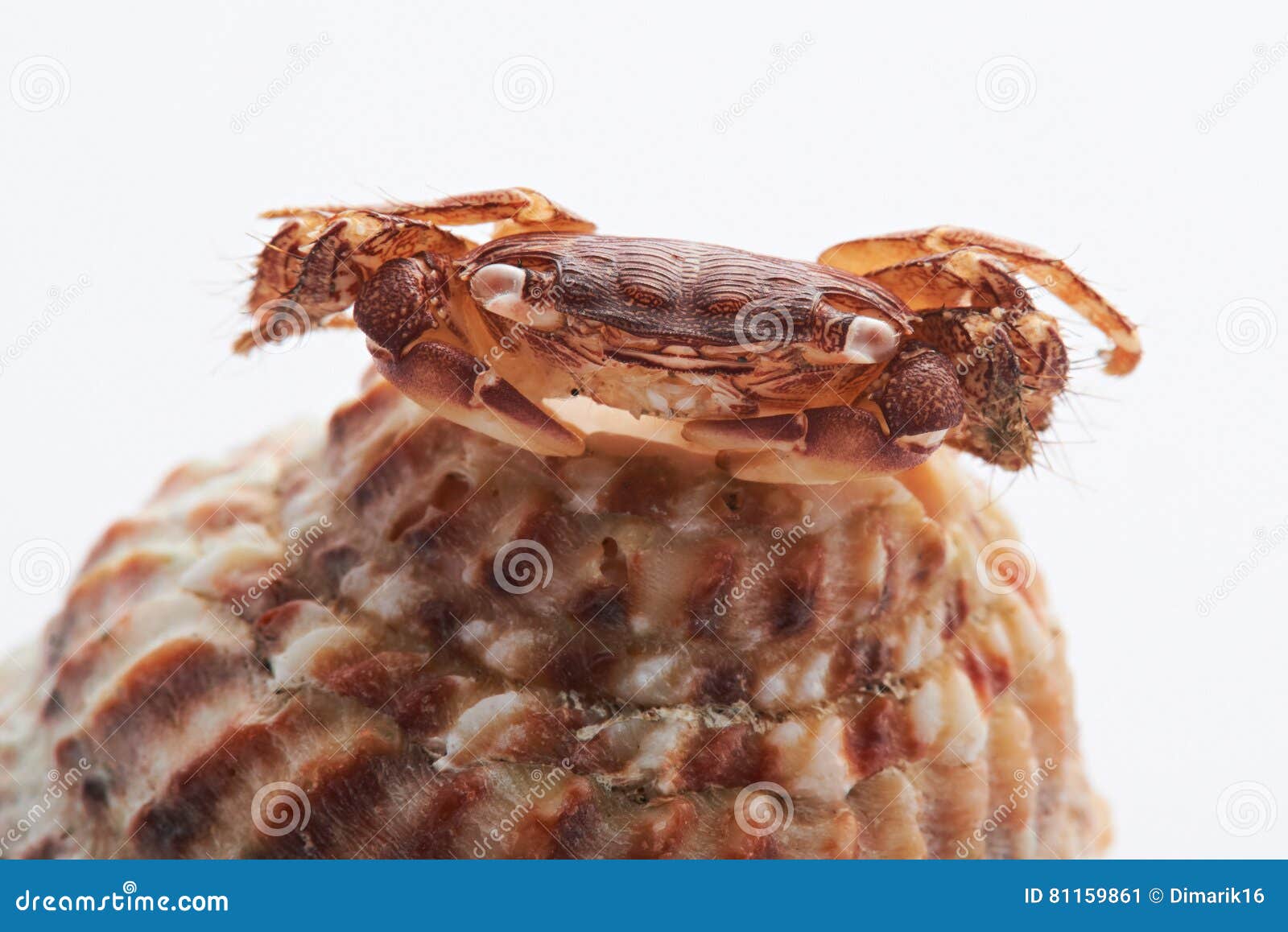 Macro of small brown crab stock image. Image of water - 81159861